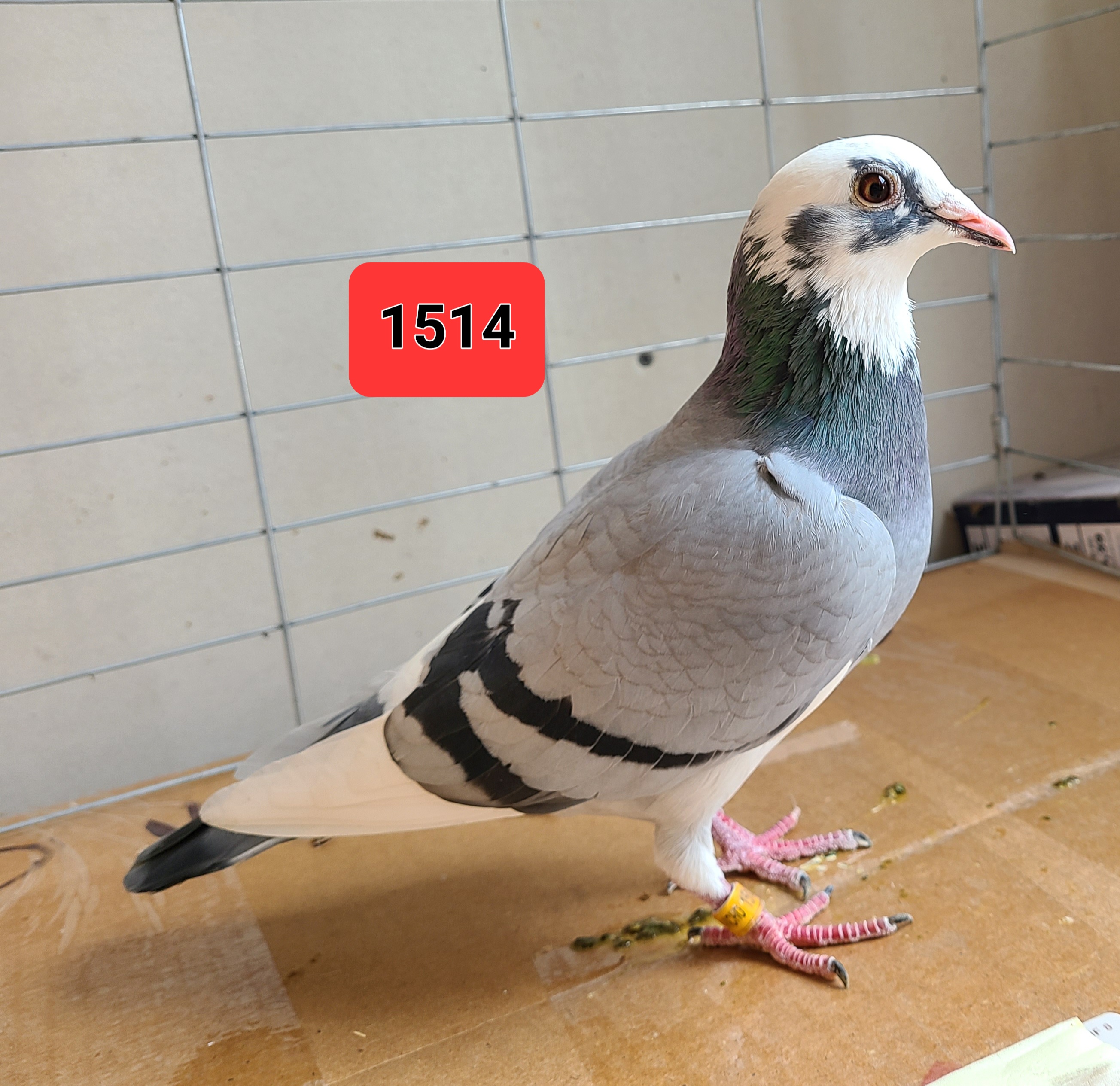 iPigeon.com - Racing Pigeon Auction