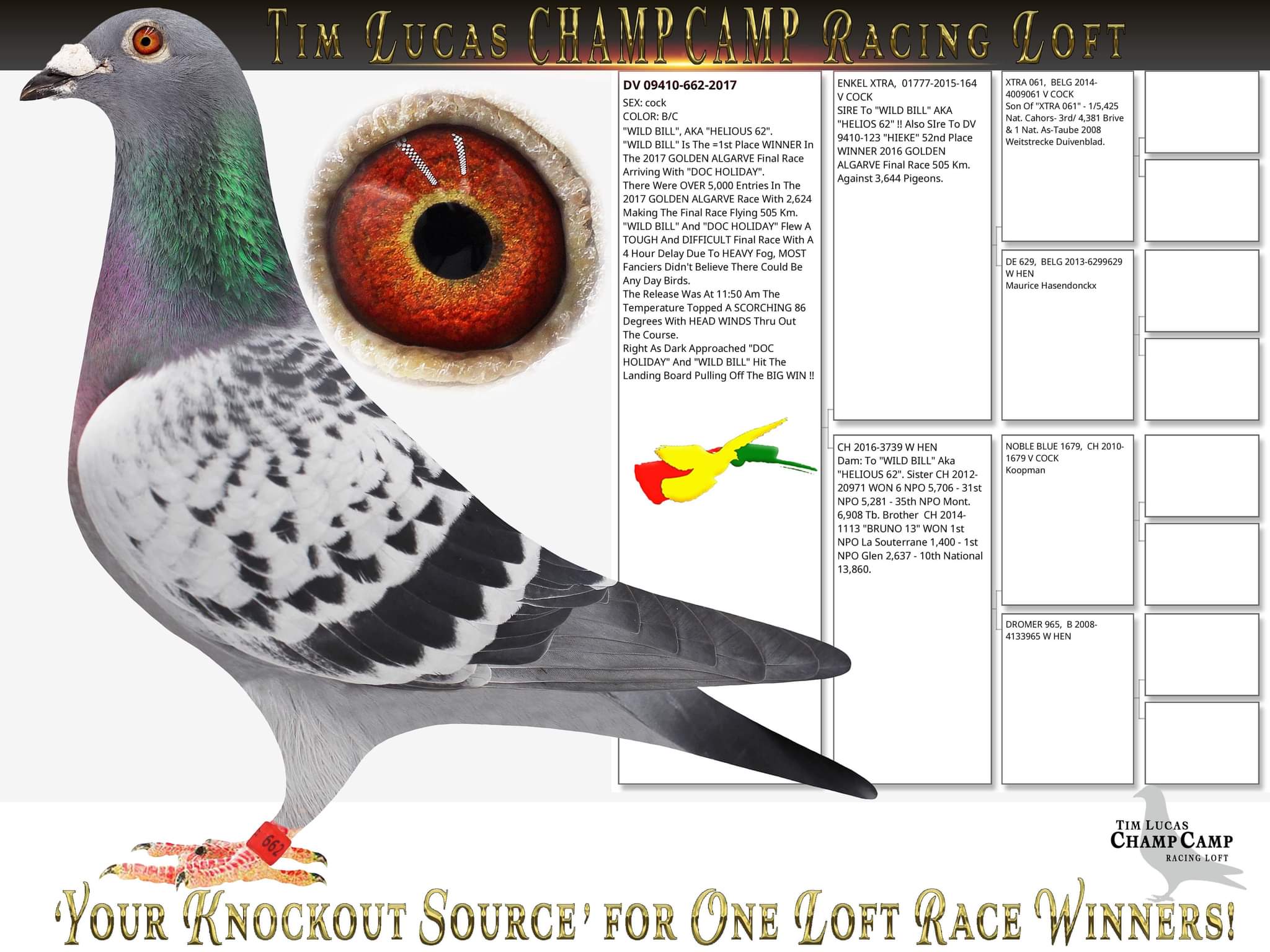 iPigeon.com - Racing Pigeon Auction