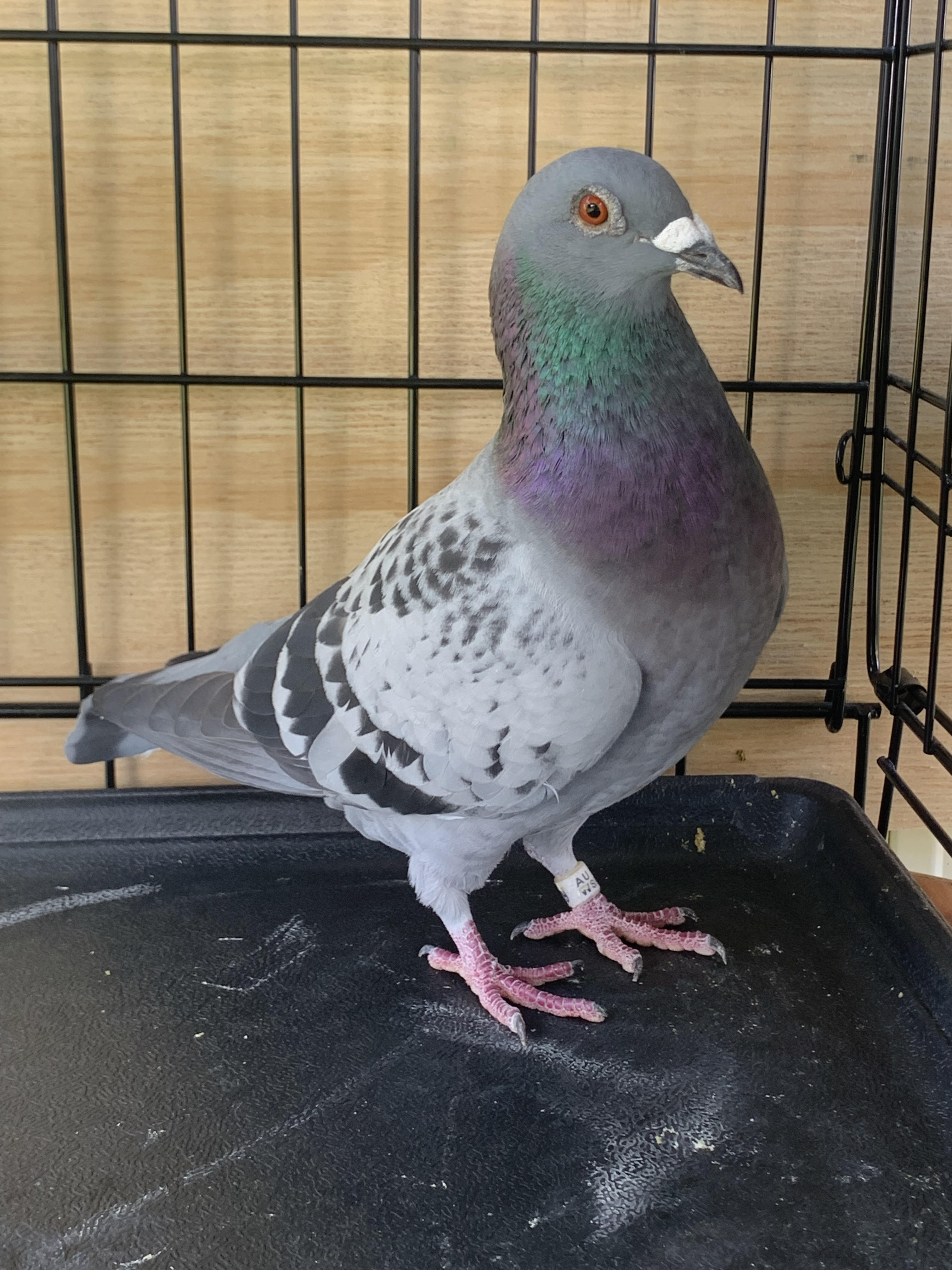 iPigeon.com - Racing Pigeon Auction