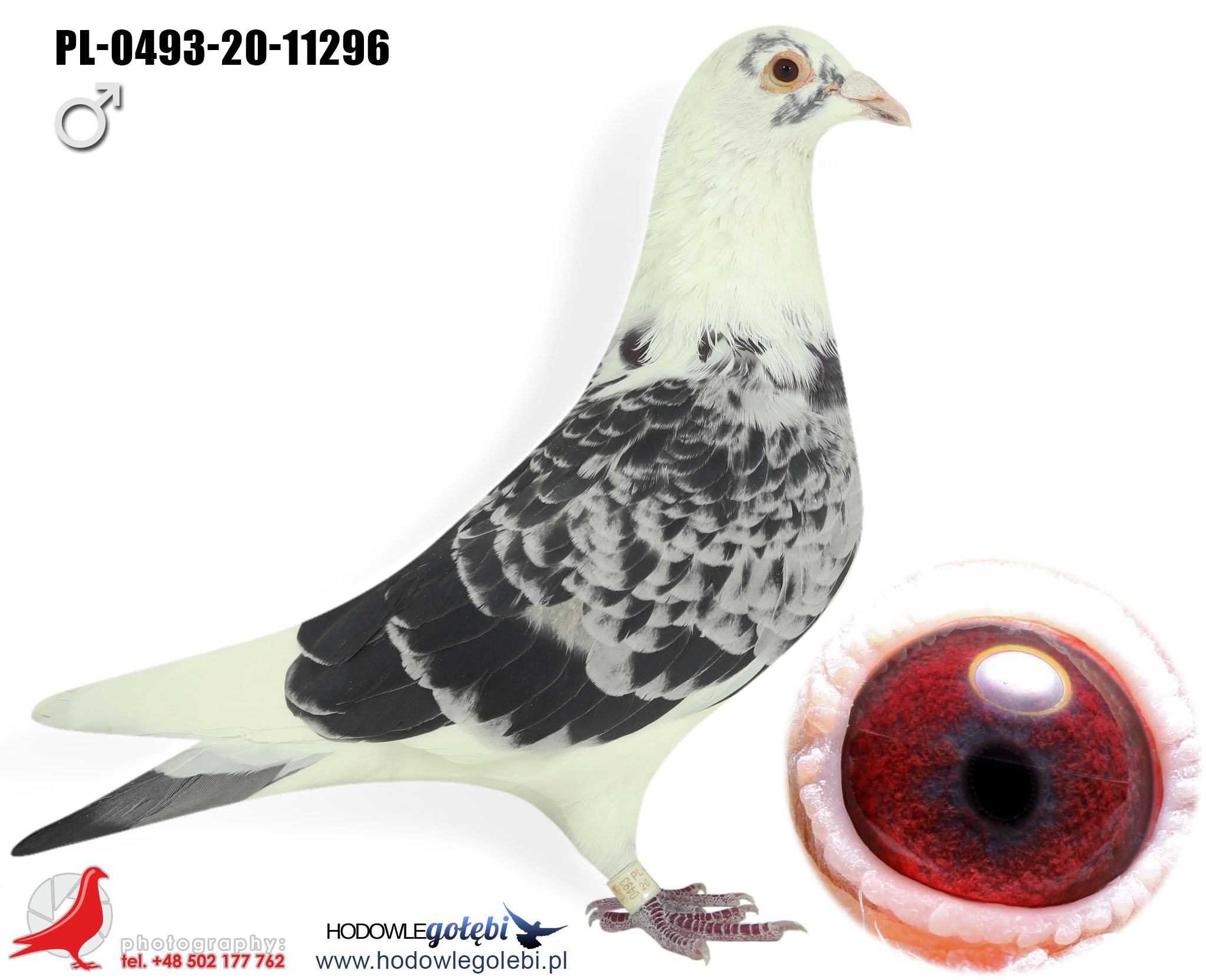 IPigeon Racing Pigeon Auction IPigeon Racing Pigeon Auction