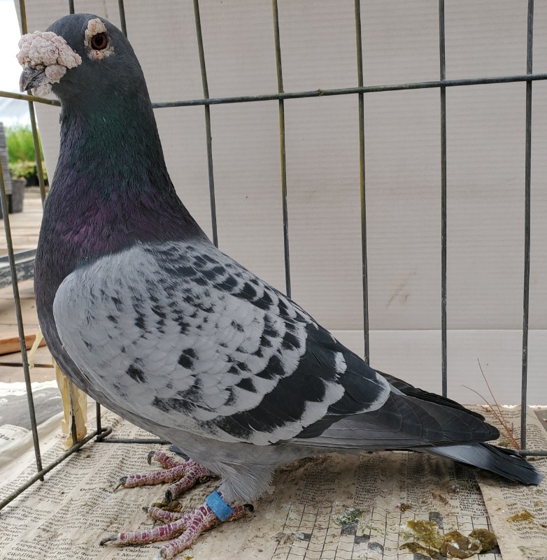 iPigeon.com - Racing Pigeon Auction