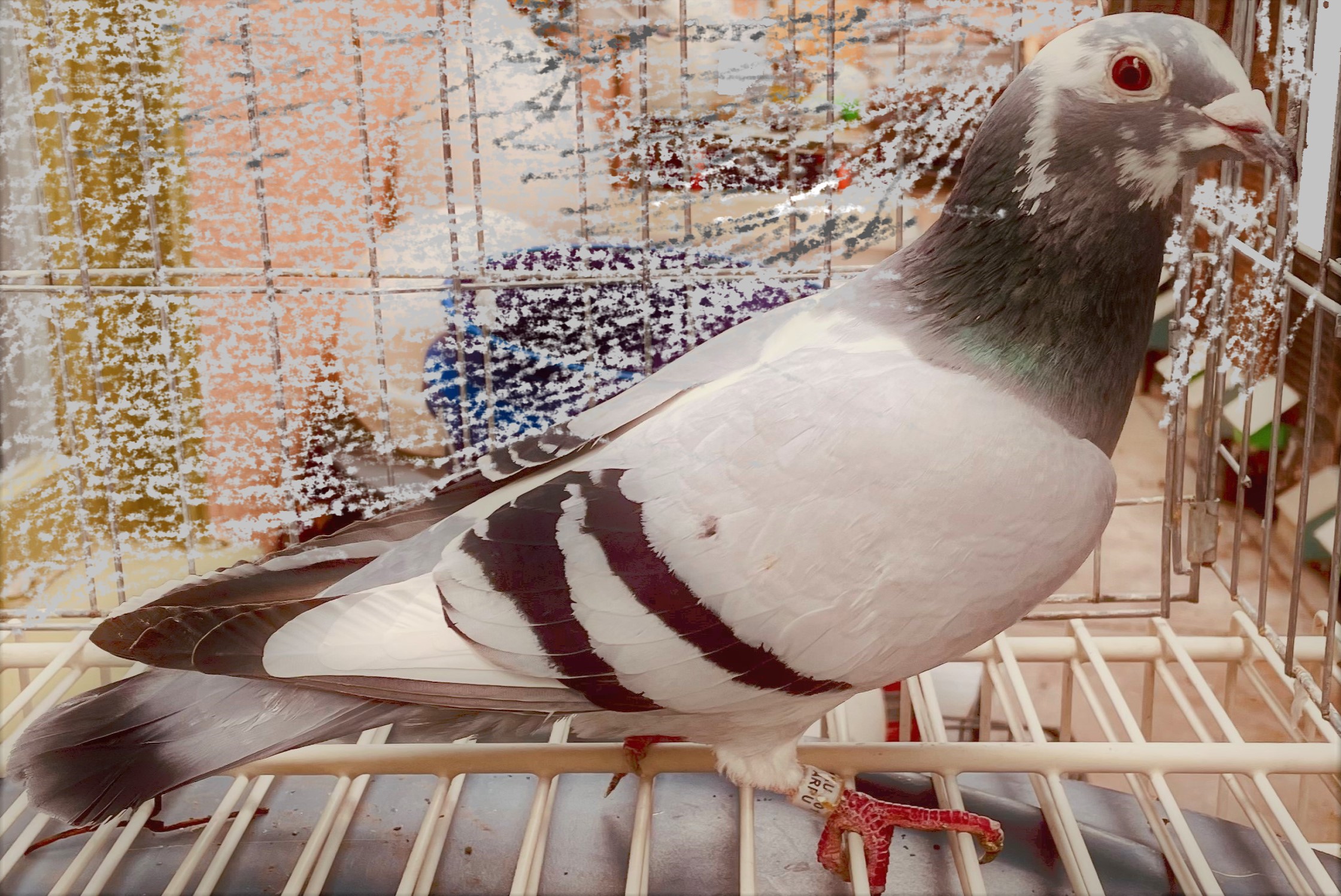 iPigeon.com - Racing Pigeon Auction