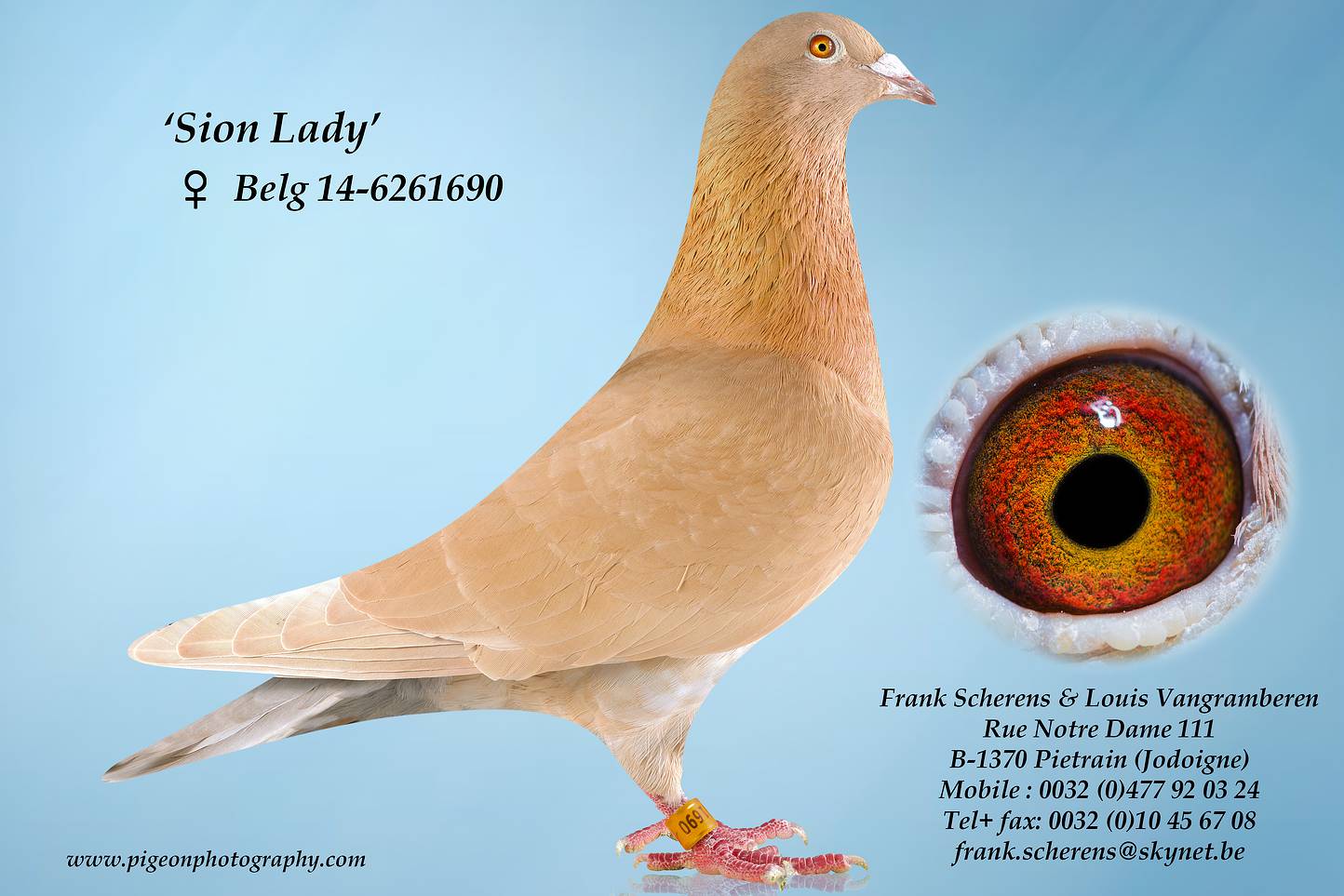 iPigeon.com - Racing Pigeon Auction