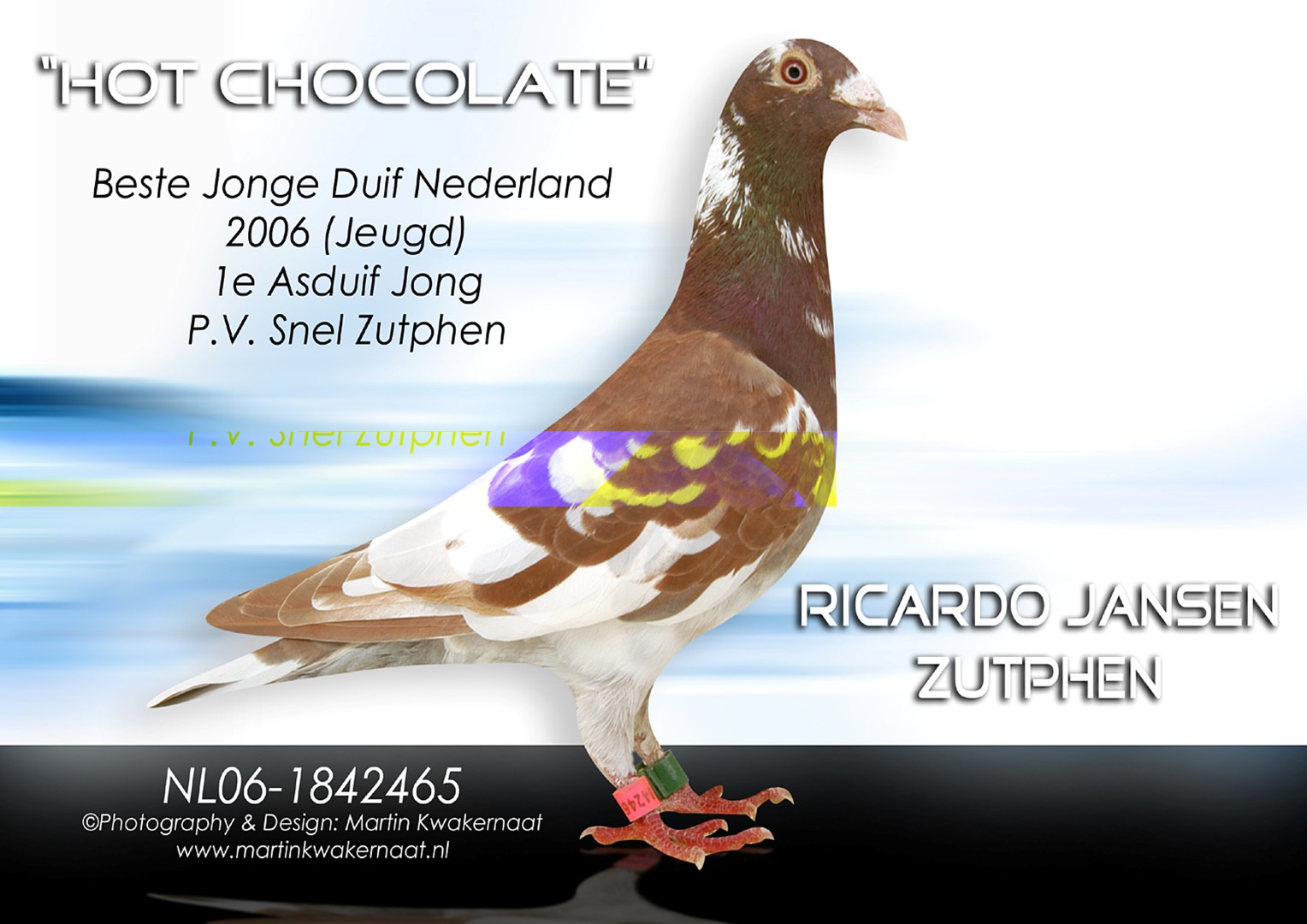 iPigeon.com - Racing Pigeon Auction