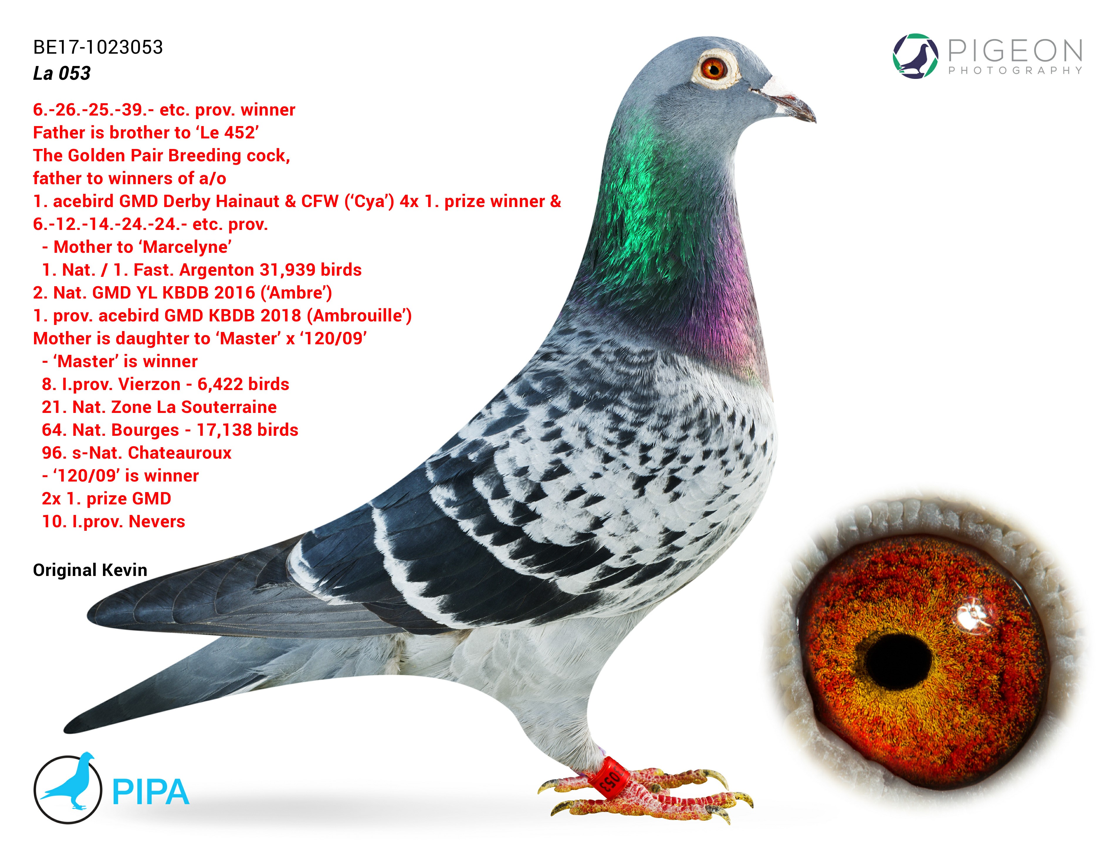 iPigeon.com - Racing Pigeon Auction