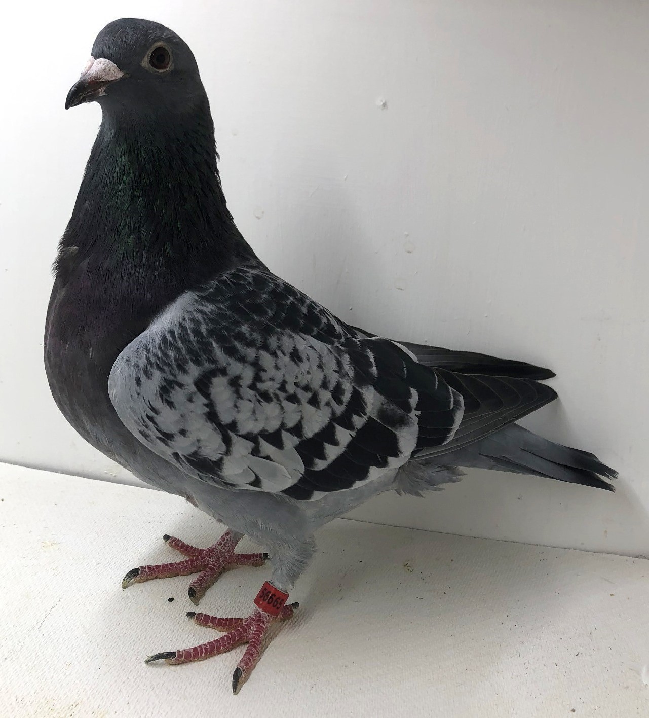 iPigeon.com - Racing Pigeon Auction