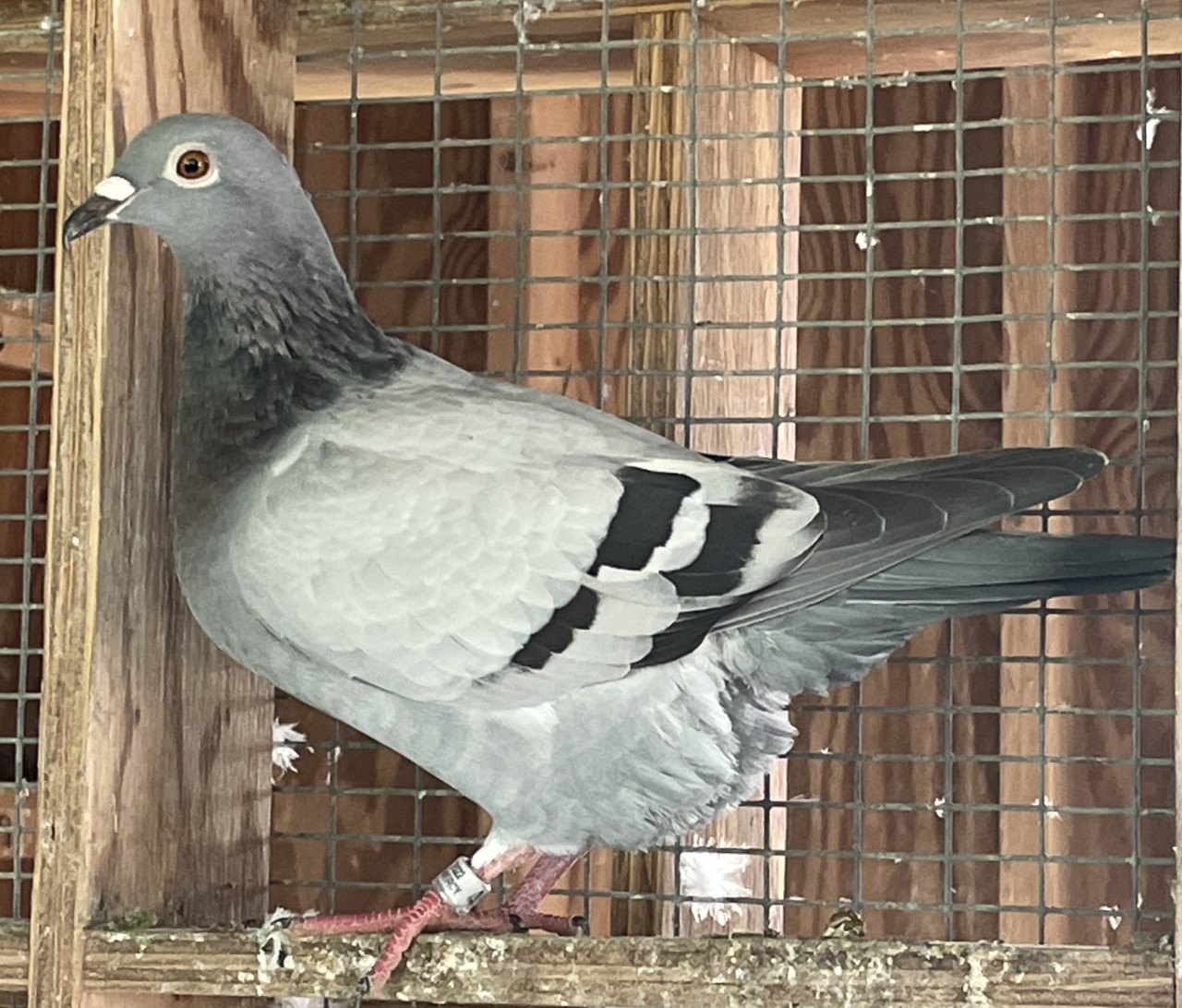 iPigeon.com - Racing Pigeon Auction