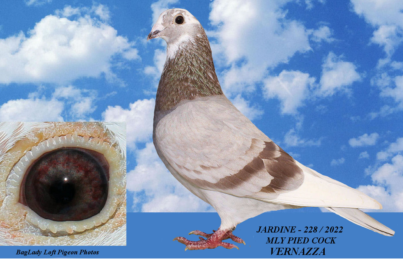 IPigeon Racing Pigeon Auction IPigeon Racing Pigeon Auction