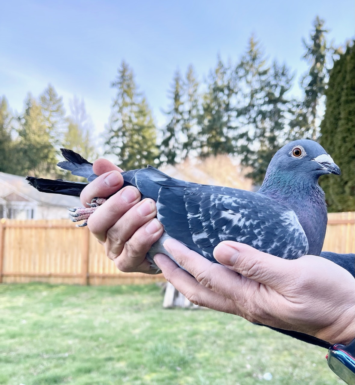 iPigeon.com - Racing Pigeon Auction