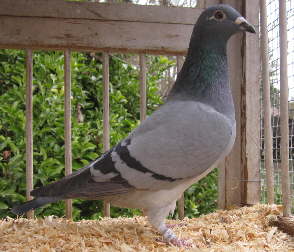 iPigeon.com - Racing Pigeon Auction