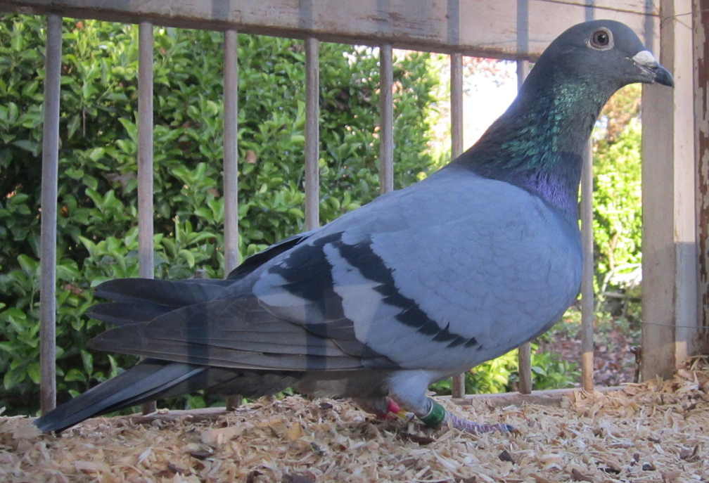 iPigeon.com - Racing Pigeon Auction