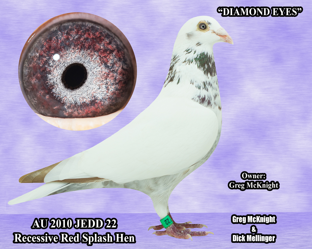 iPigeon.com - Racing Pigeon Auction