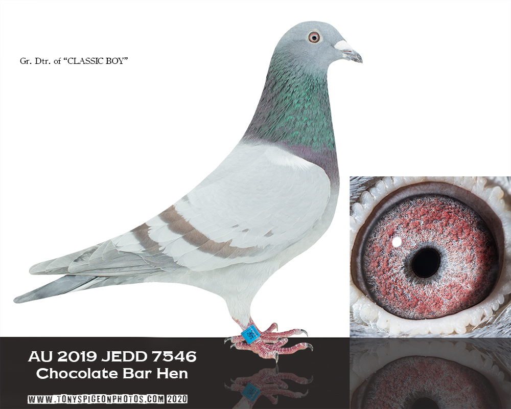 iPigeon.com - Racing Pigeon Auction
