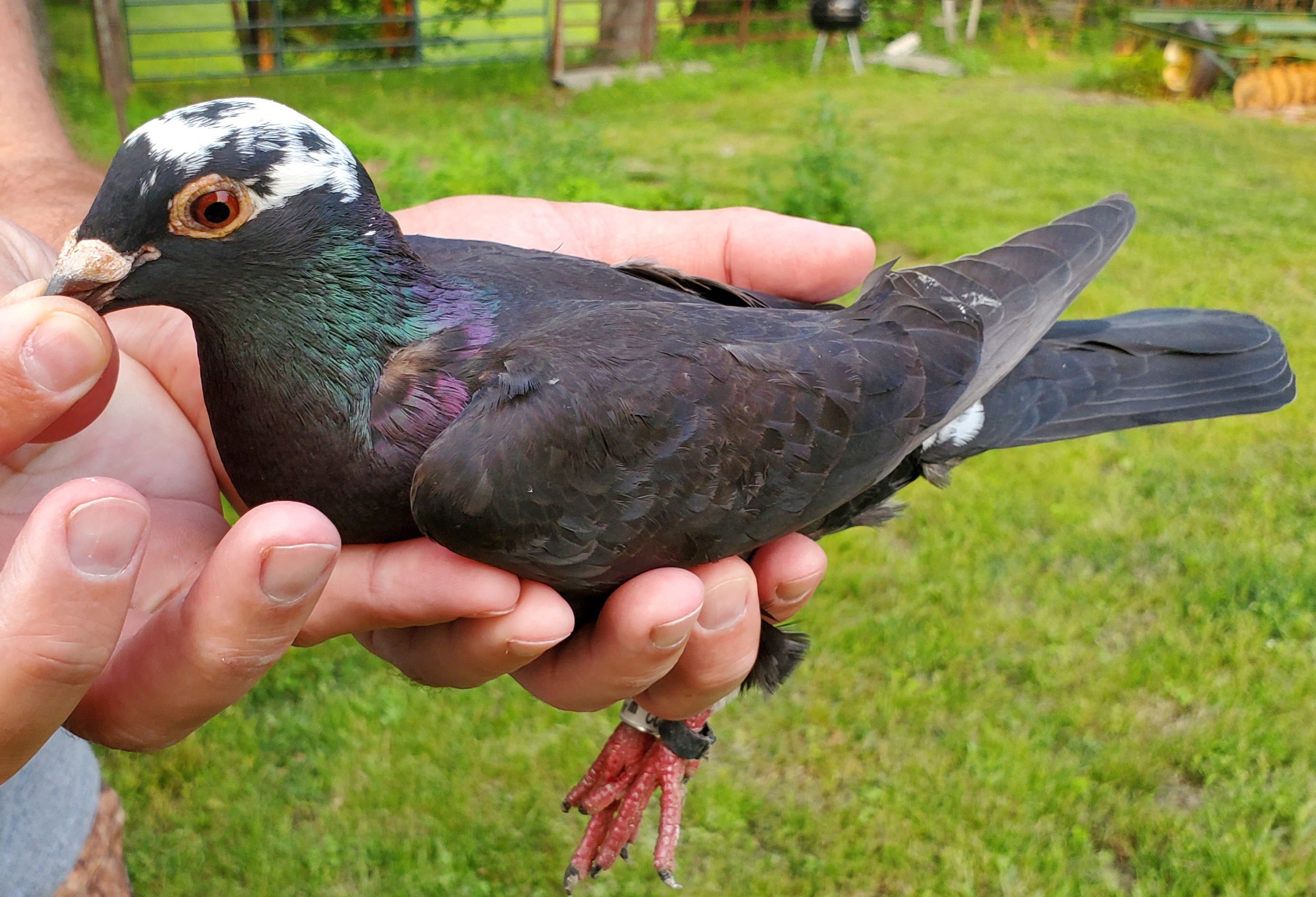 iPigeon.com - Racing Pigeon Auction