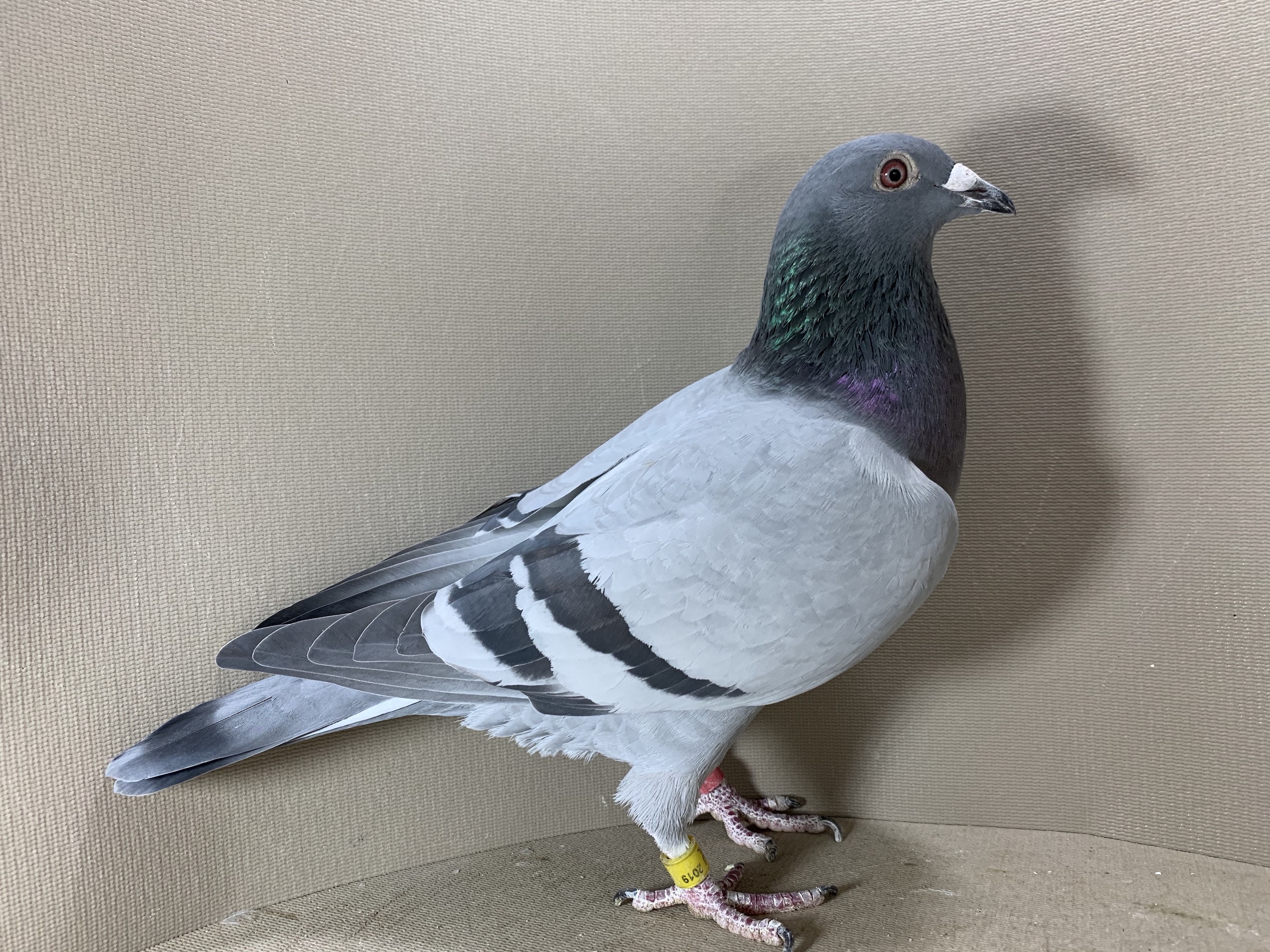 iPigeon.com - Racing Pigeon Auction