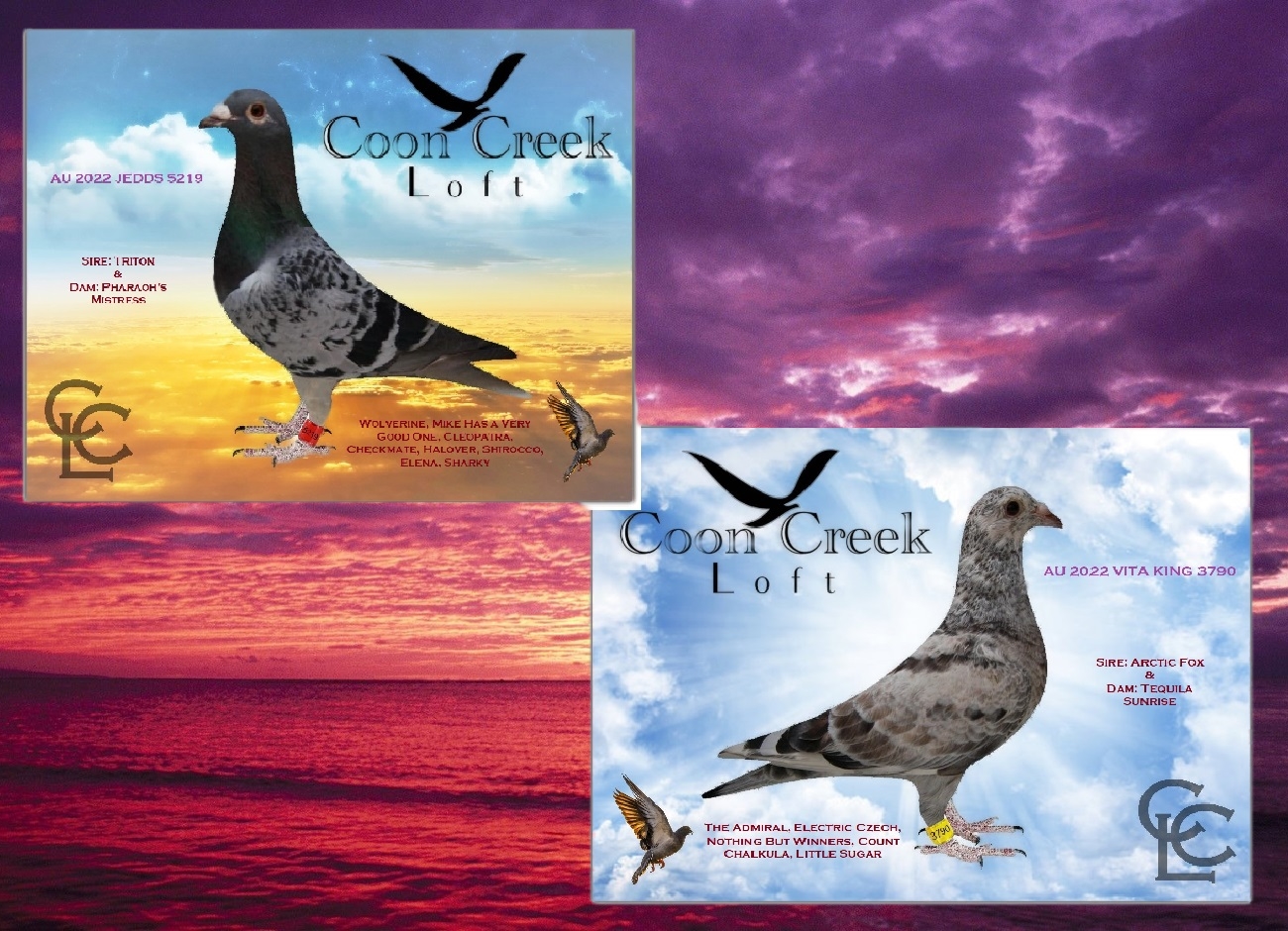 iPigeon.com - Racing Pigeon Auction