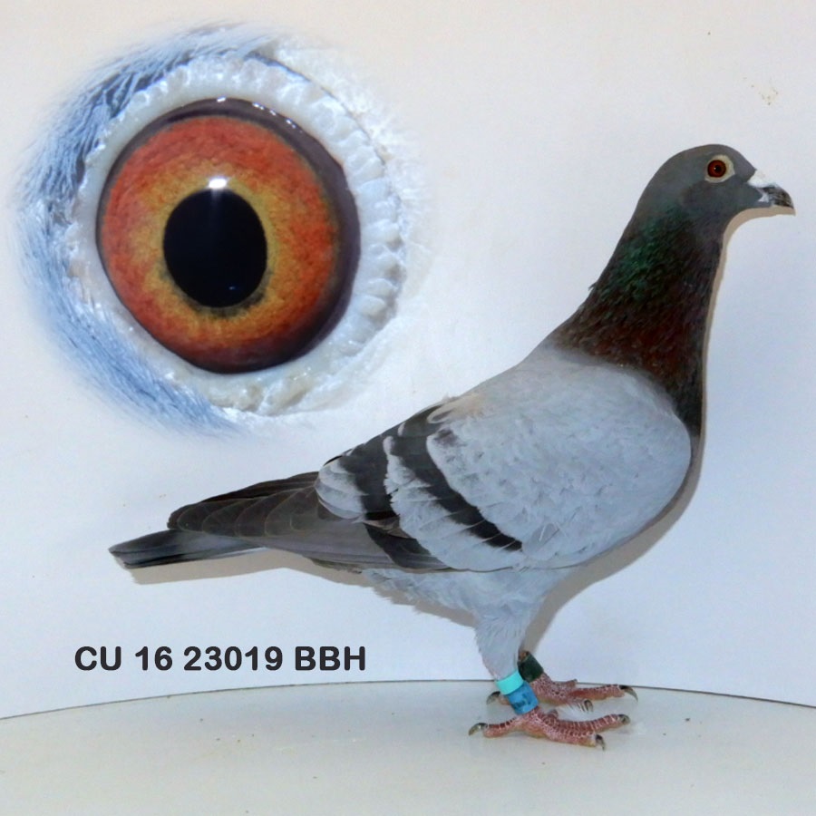 iPigeon.com - Racing Pigeon Auction