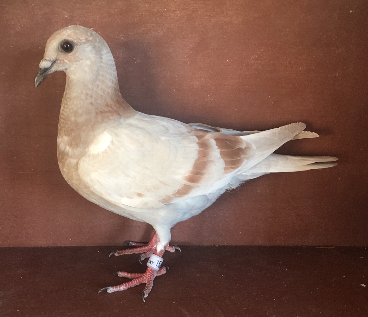 iPigeon.com - Racing Pigeon Auction