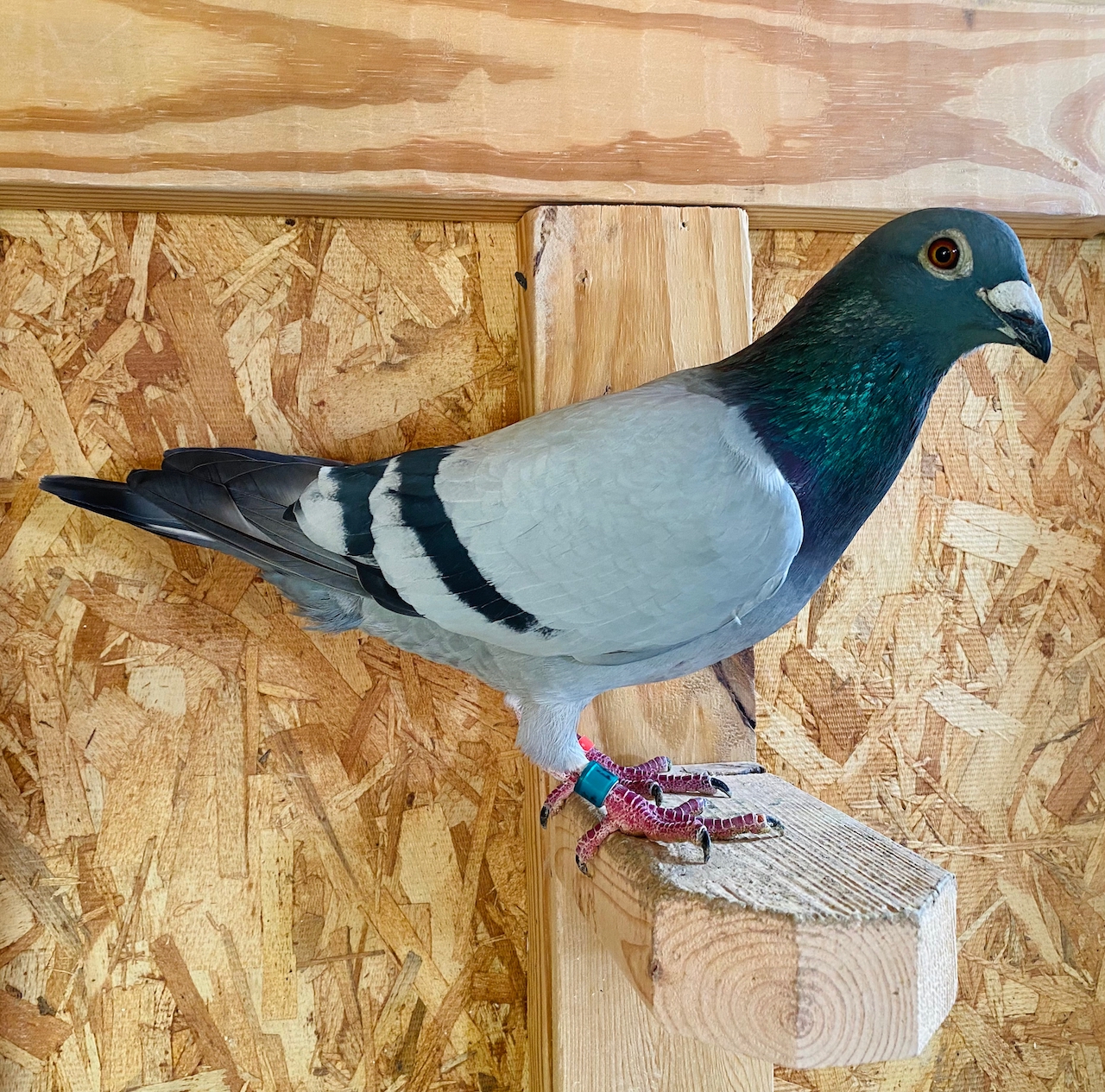 iPigeon.com - Racing Pigeon Auction