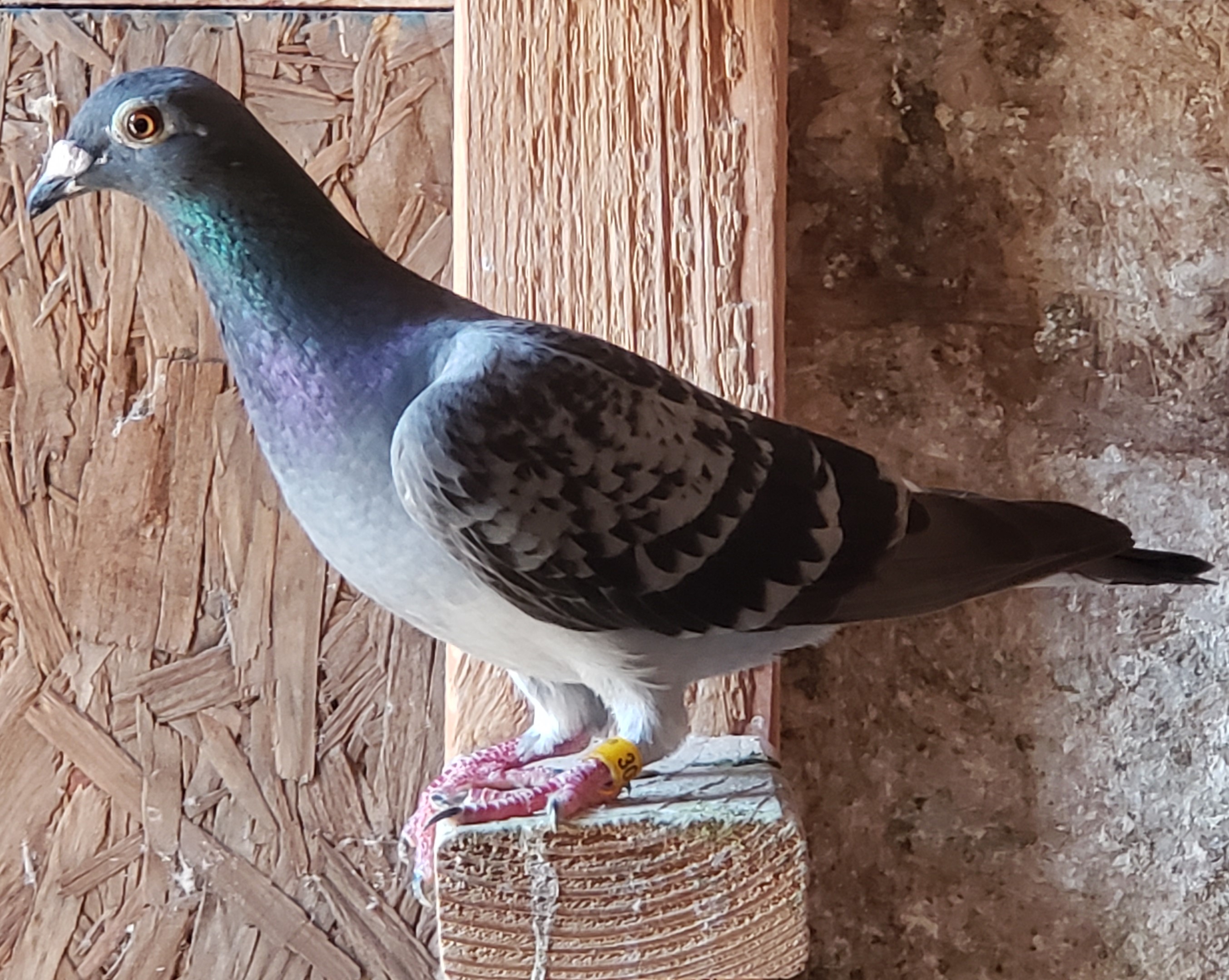 iPigeon.com - Racing Pigeon Auction