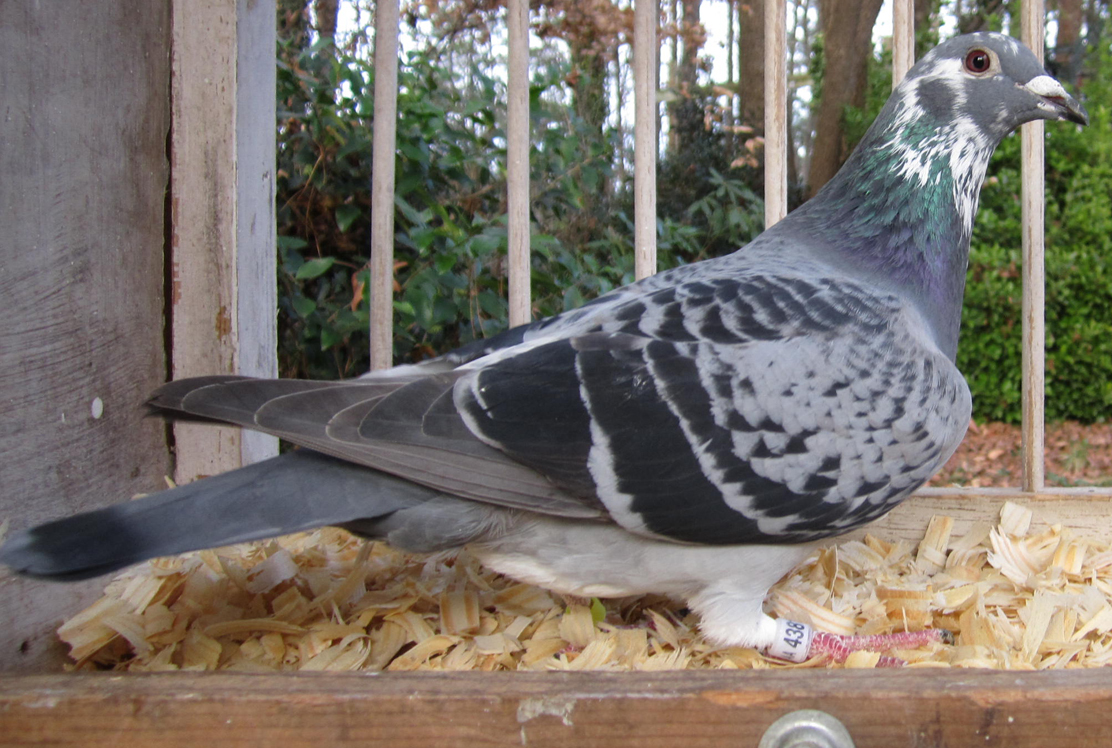 iPigeon.com - Racing Pigeon Auction