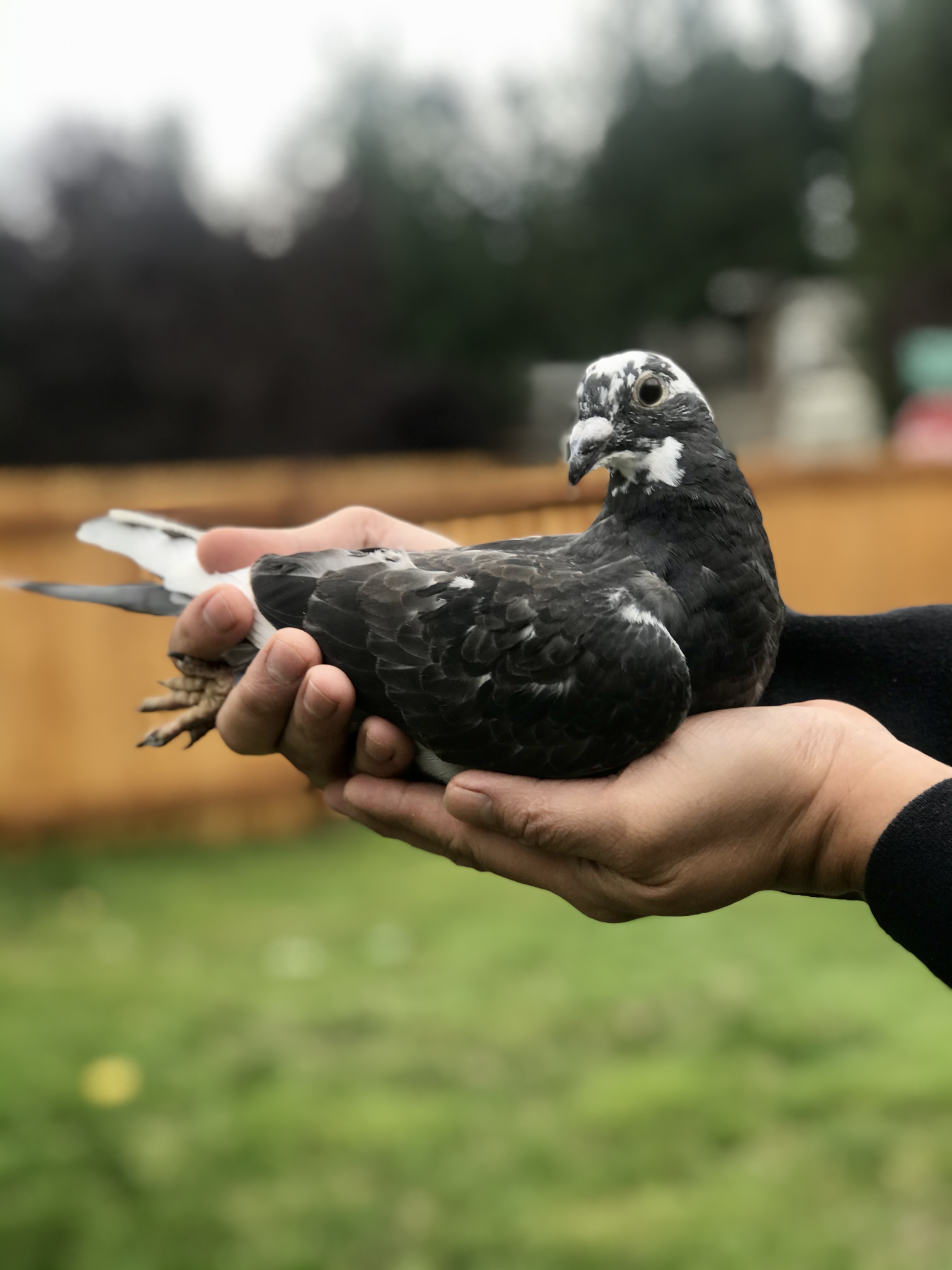 iPigeon.com - Racing Pigeon Auction