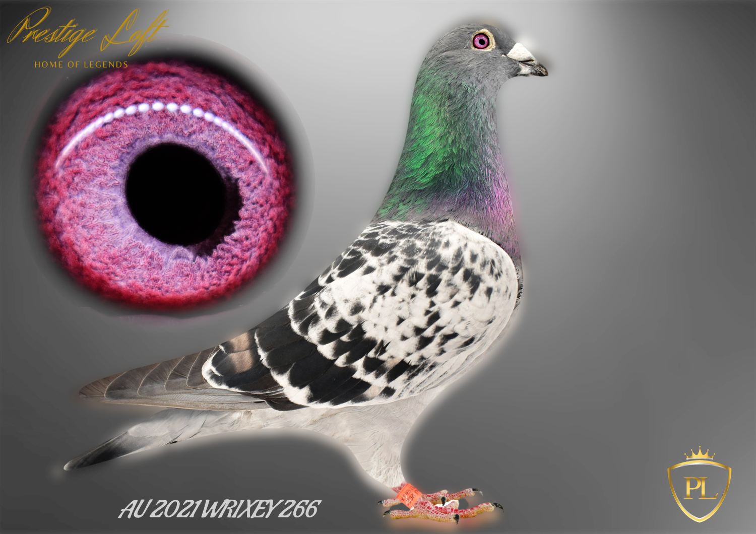 iPigeon.com - Racing Pigeon Auction