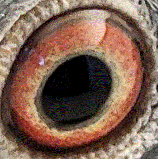 iPigeon.com - Racing Pigeon Auction