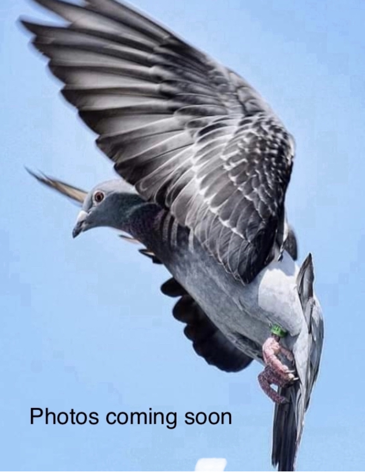 iPigeon.com - Racing Pigeon Auction