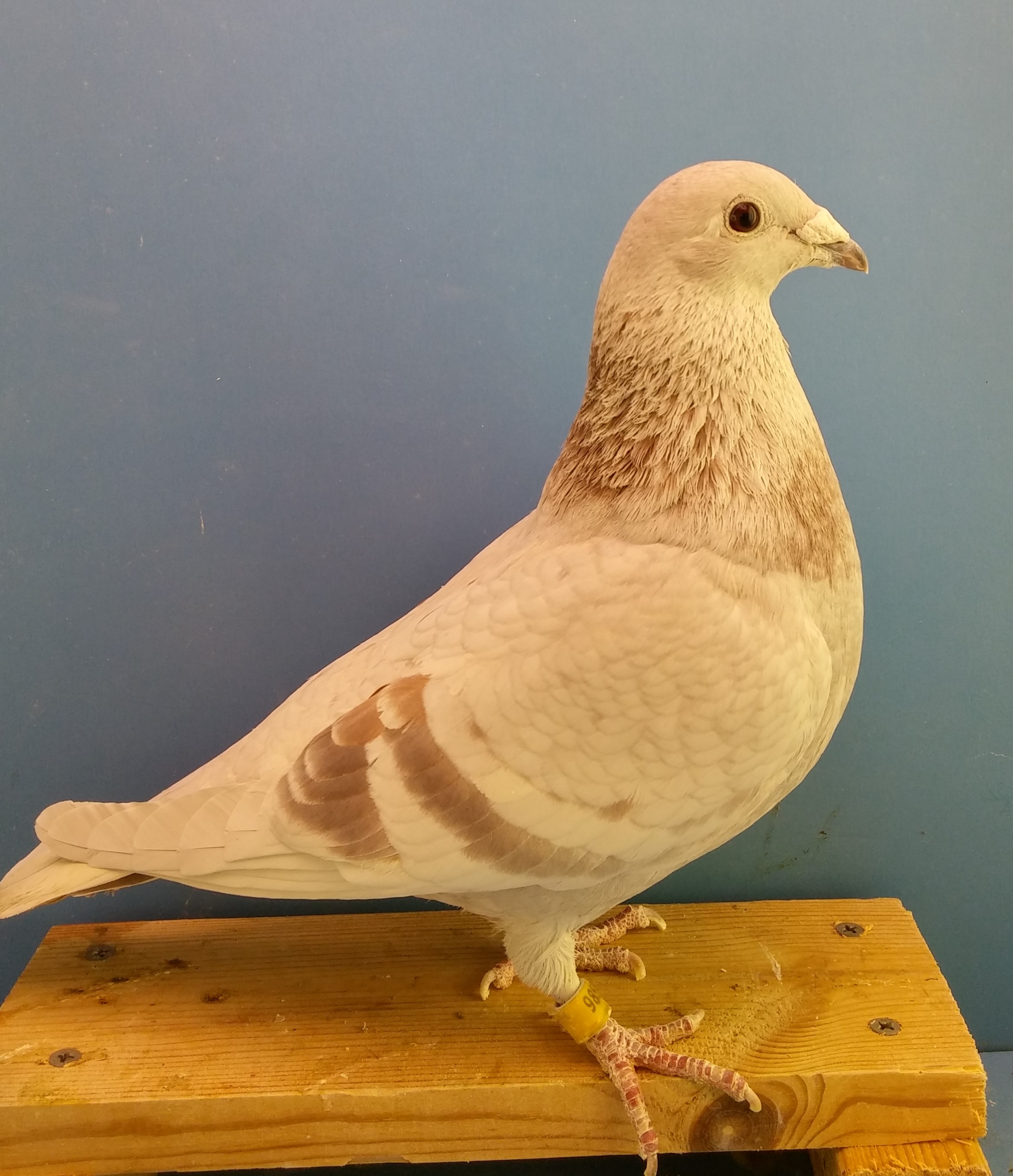 iPigeon.com - Racing Pigeon Auction
