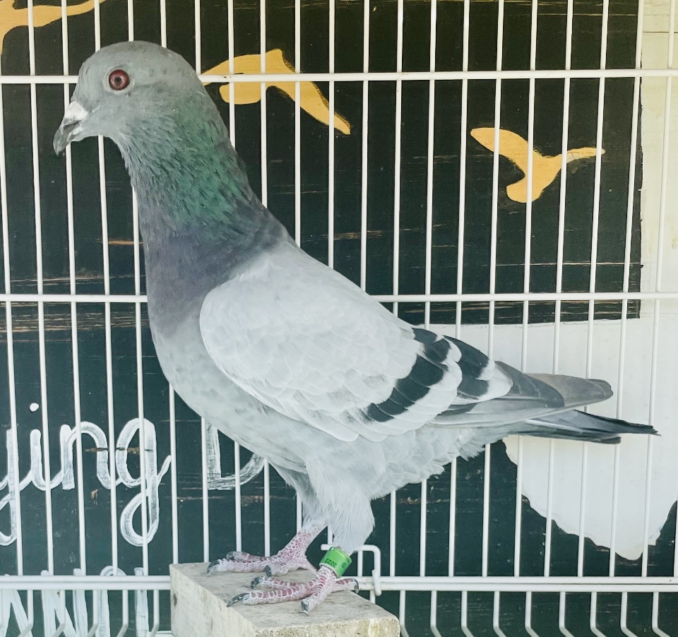 iPigeon.com - Racing Pigeon Auction