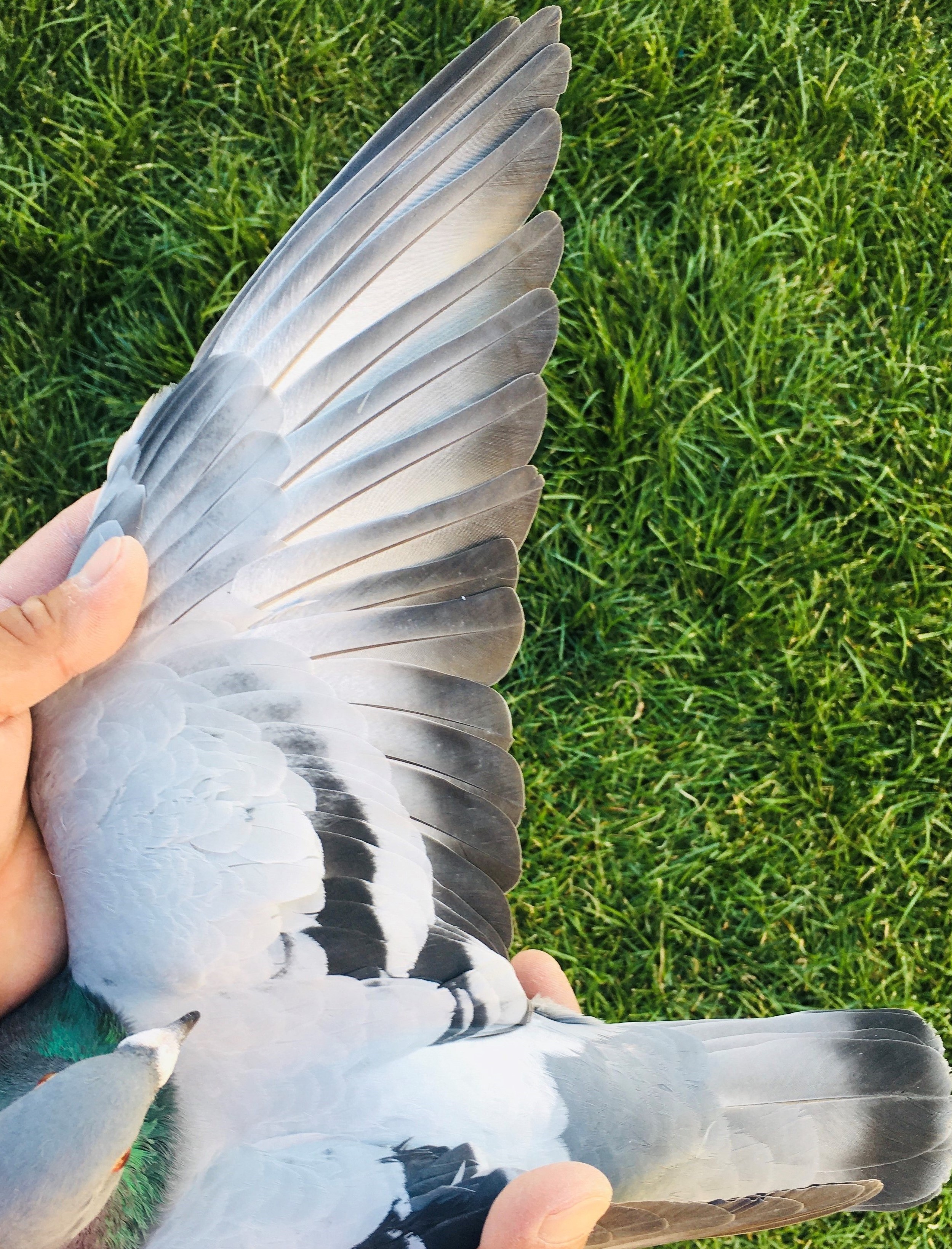 iPigeon.com - Racing Pigeon Auction