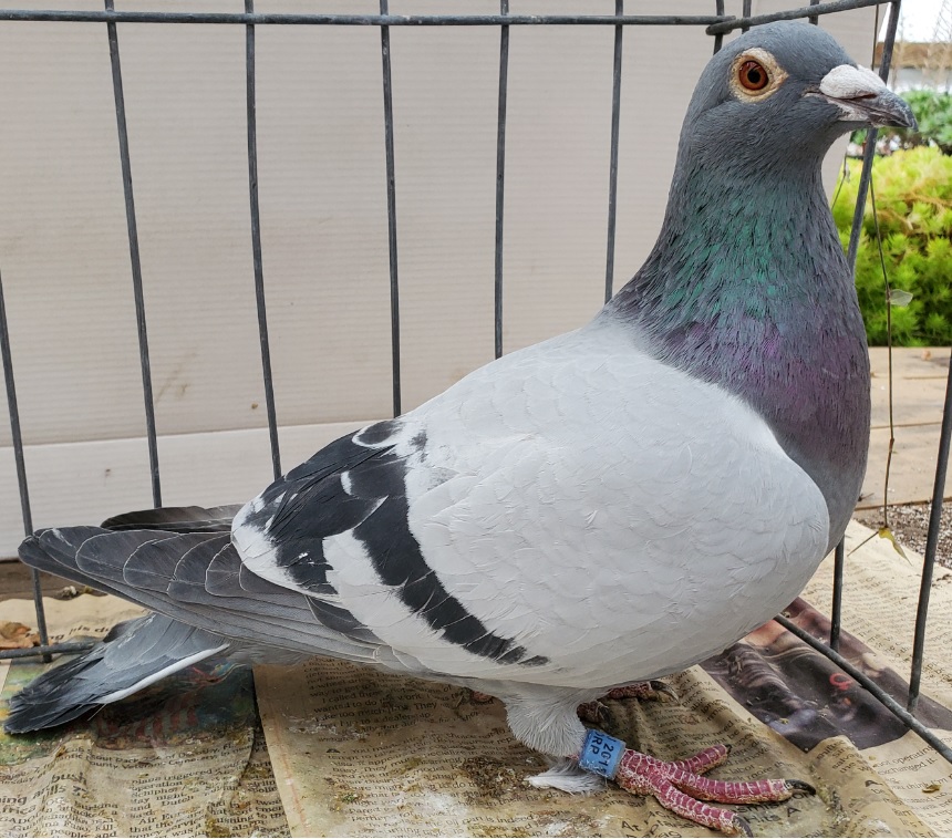 iPigeon.com - Racing Pigeon Auction