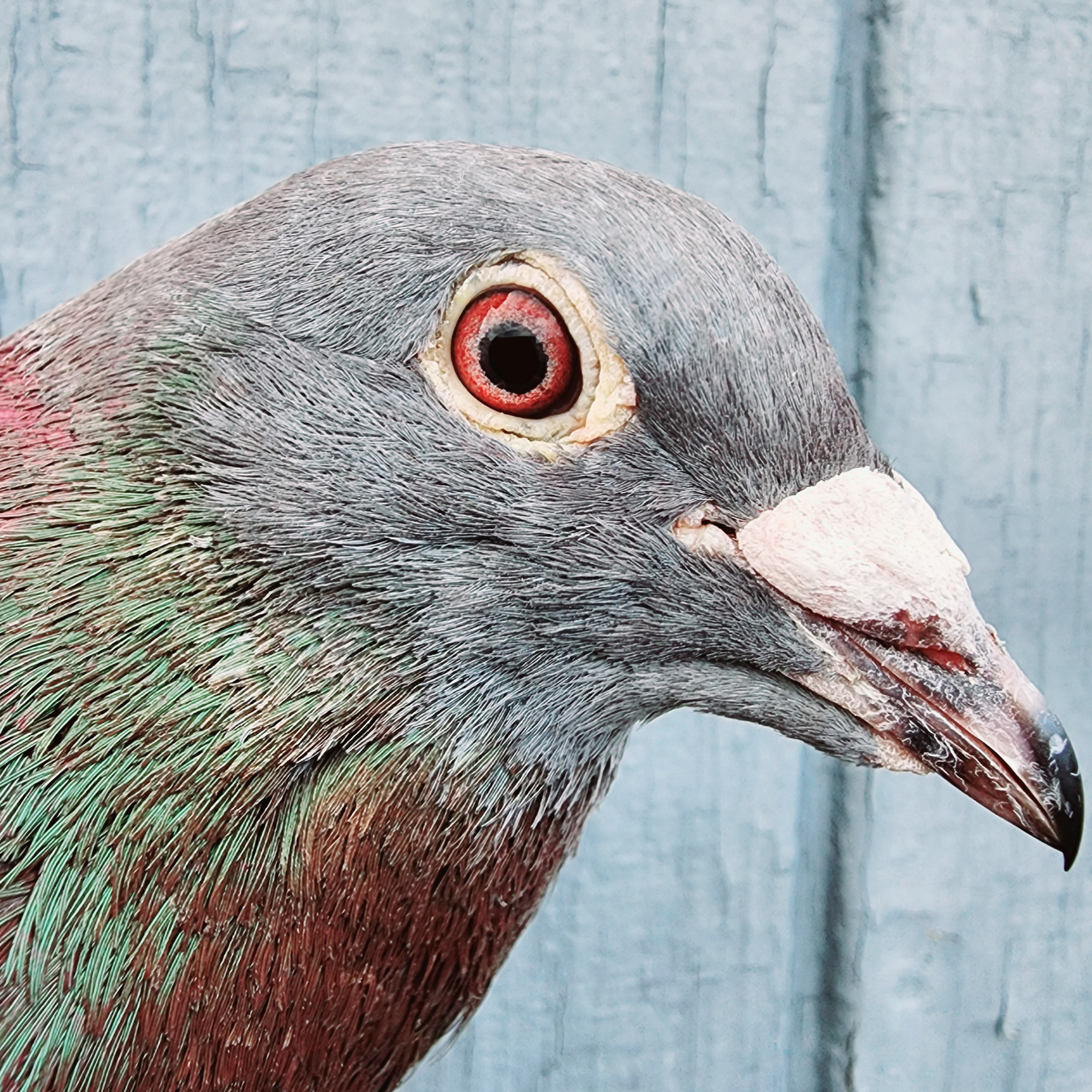 iPigeon.com - Racing Pigeon Auction