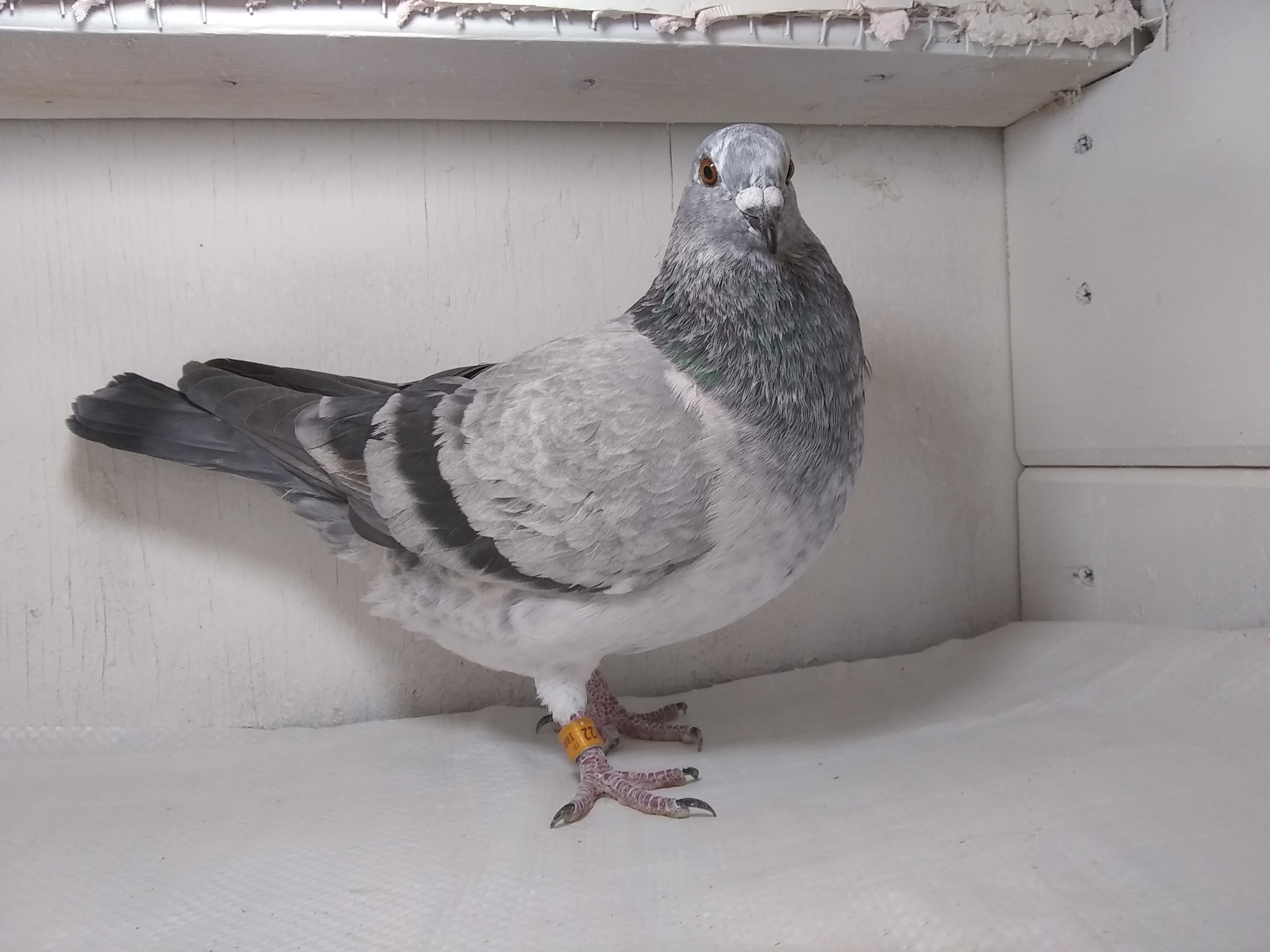 iPigeon.com - Racing Pigeon Auction