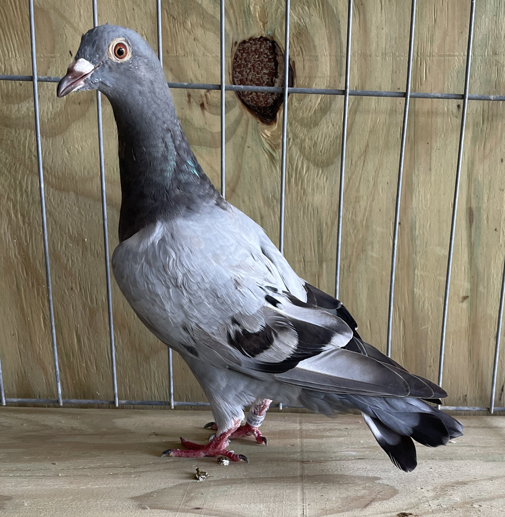 iPigeon.com - Racing Pigeon Auction