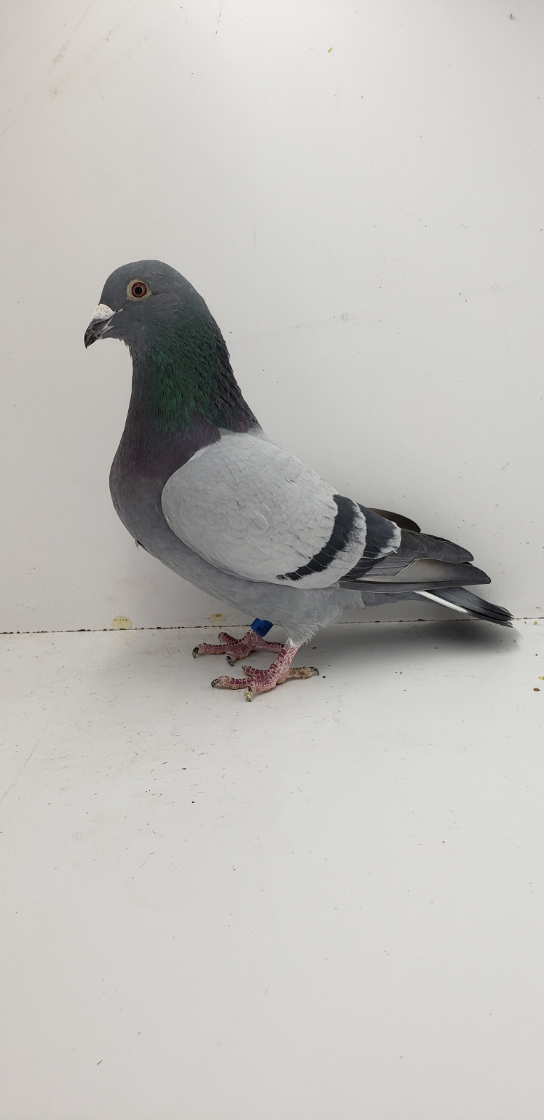 iPigeon.com - Racing Pigeon Auction