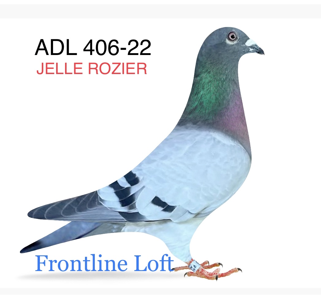 iPigeon.com - Racing Pigeon Auction