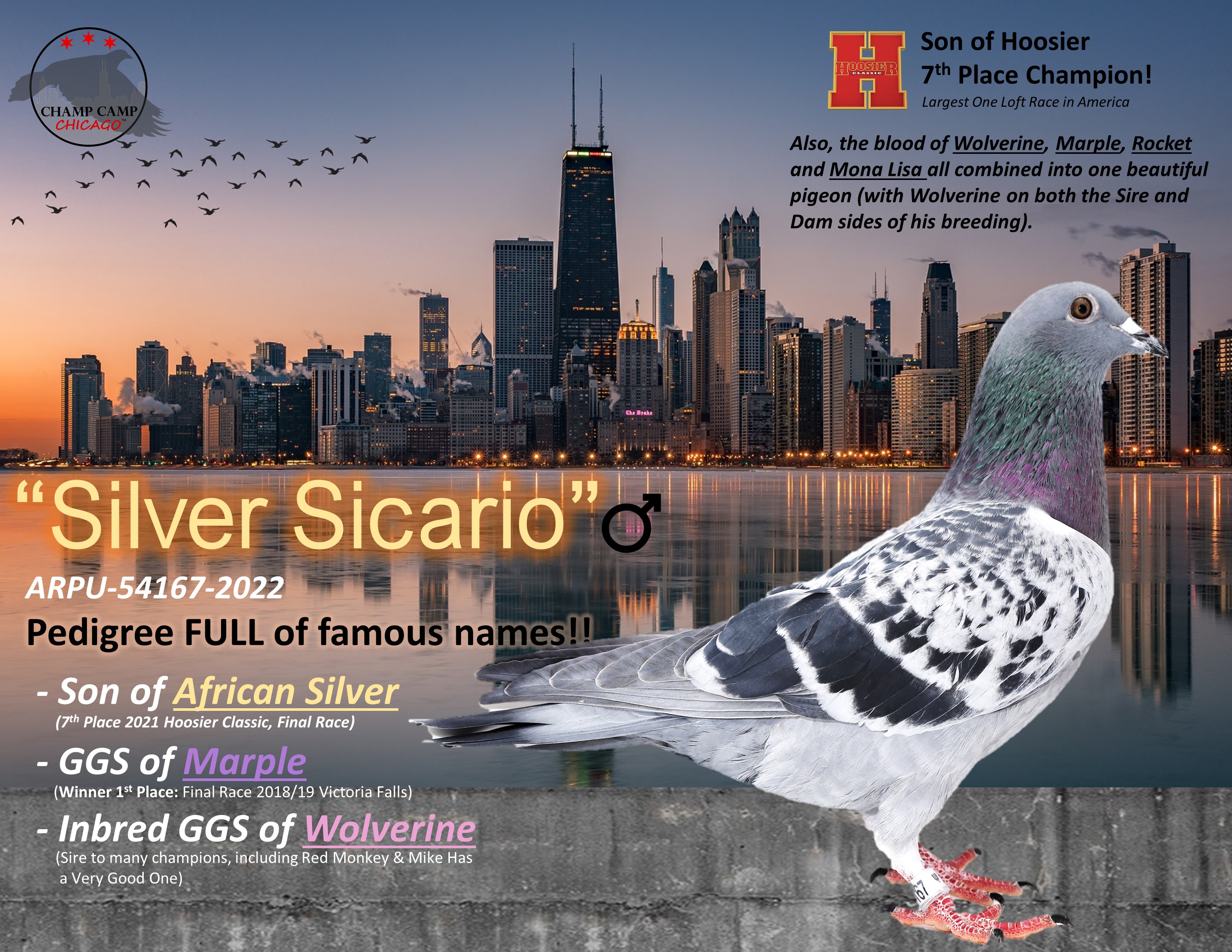 iPigeon.com - Racing Pigeon Auction