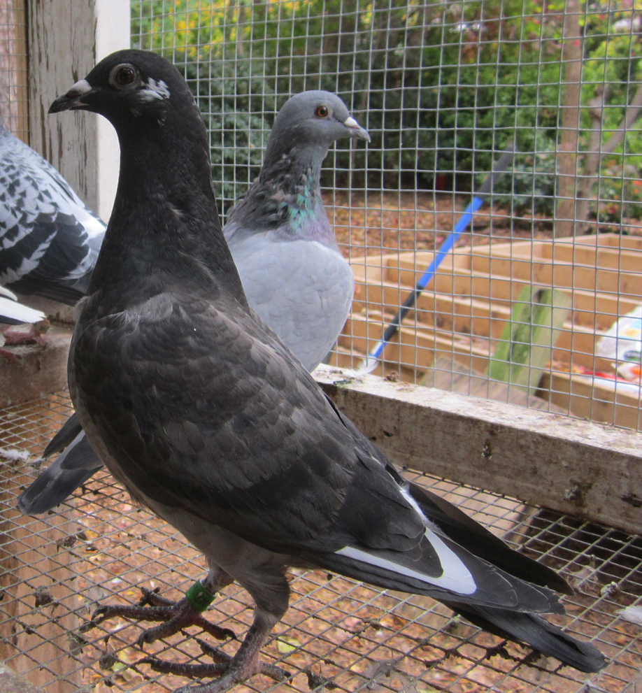 iPigeon.com - Racing Pigeon Auction