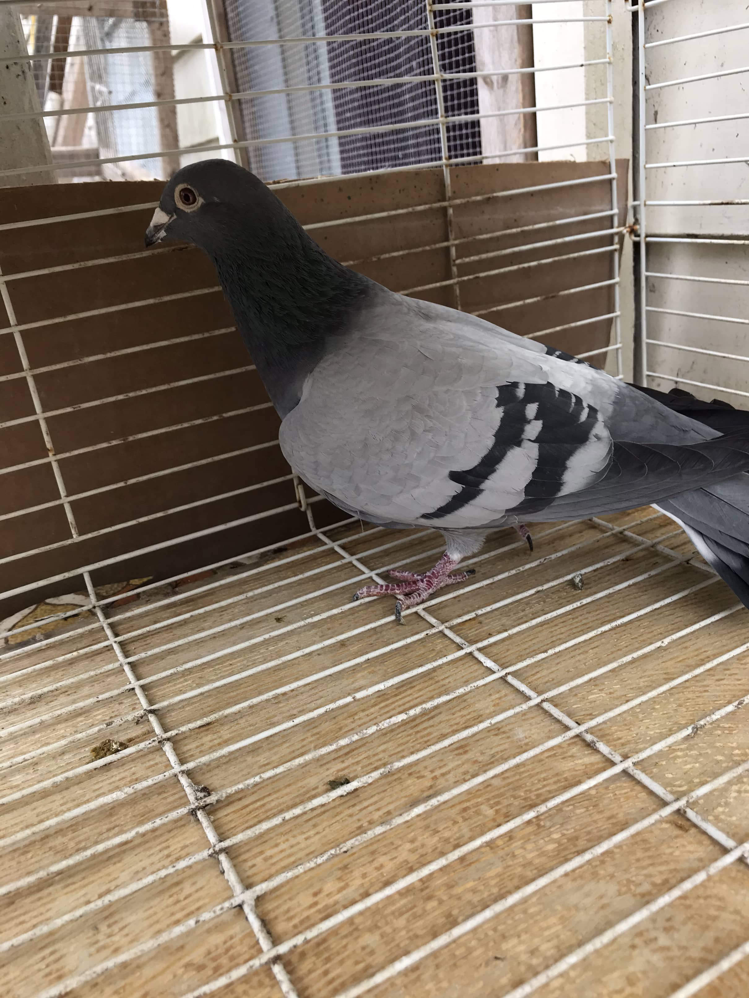 iPigeon.com - Racing Pigeon Auction