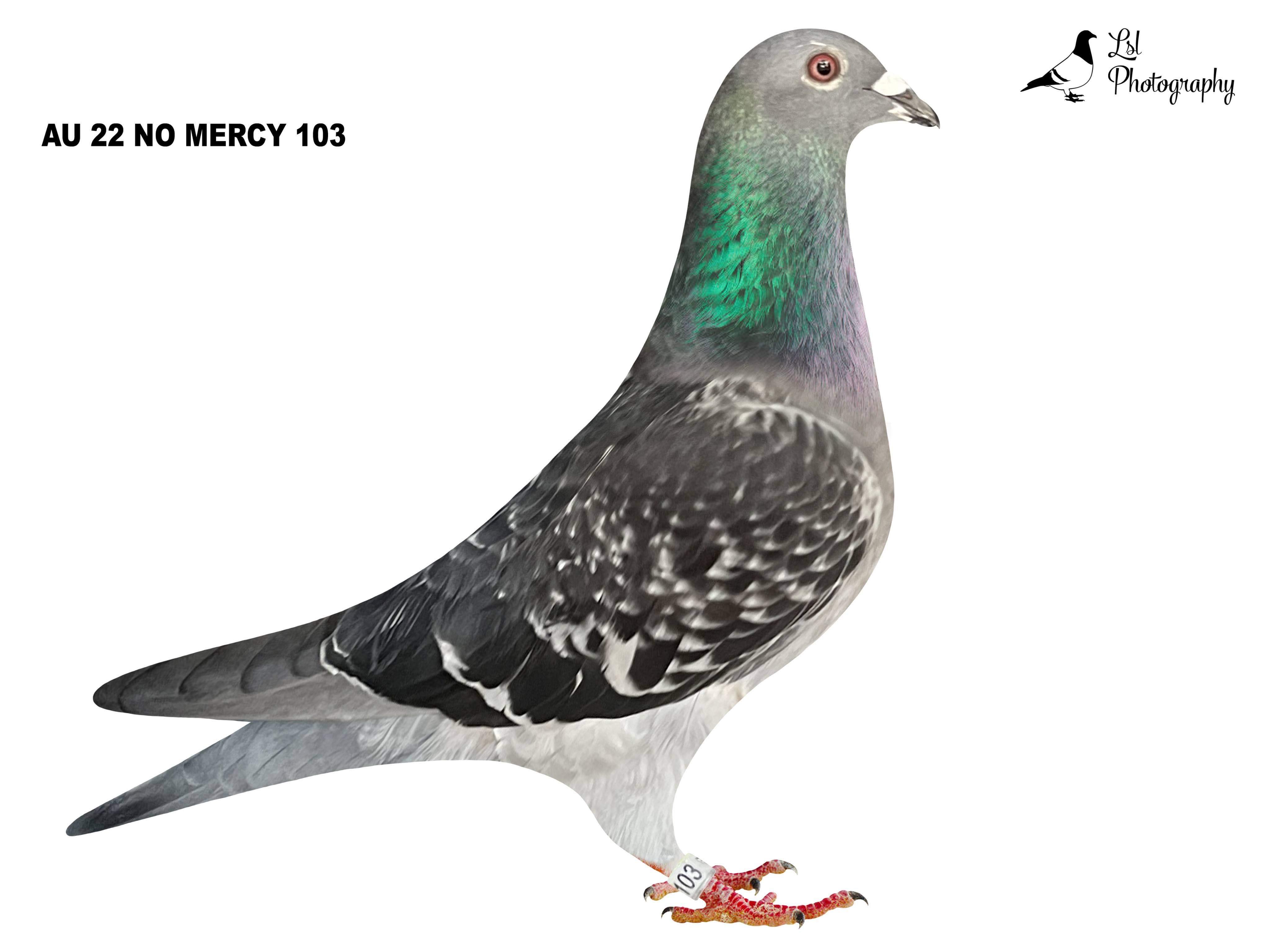 iPigeon.com - Racing Pigeon Auction