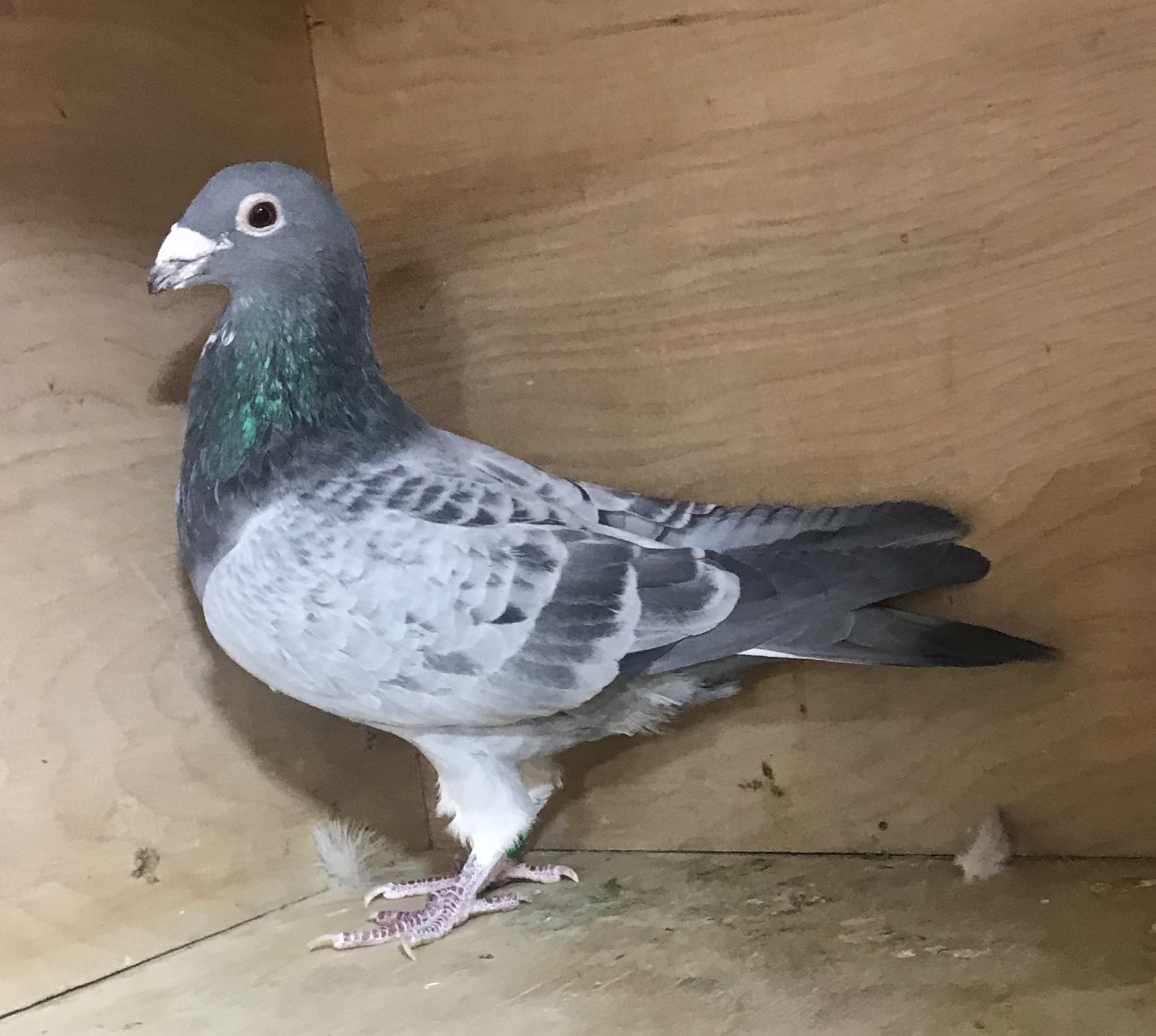 iPigeon.com - Racing Pigeon Auction