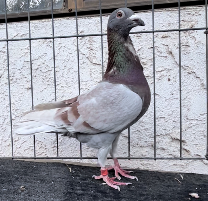 iPigeon.com - Racing Pigeon Auction