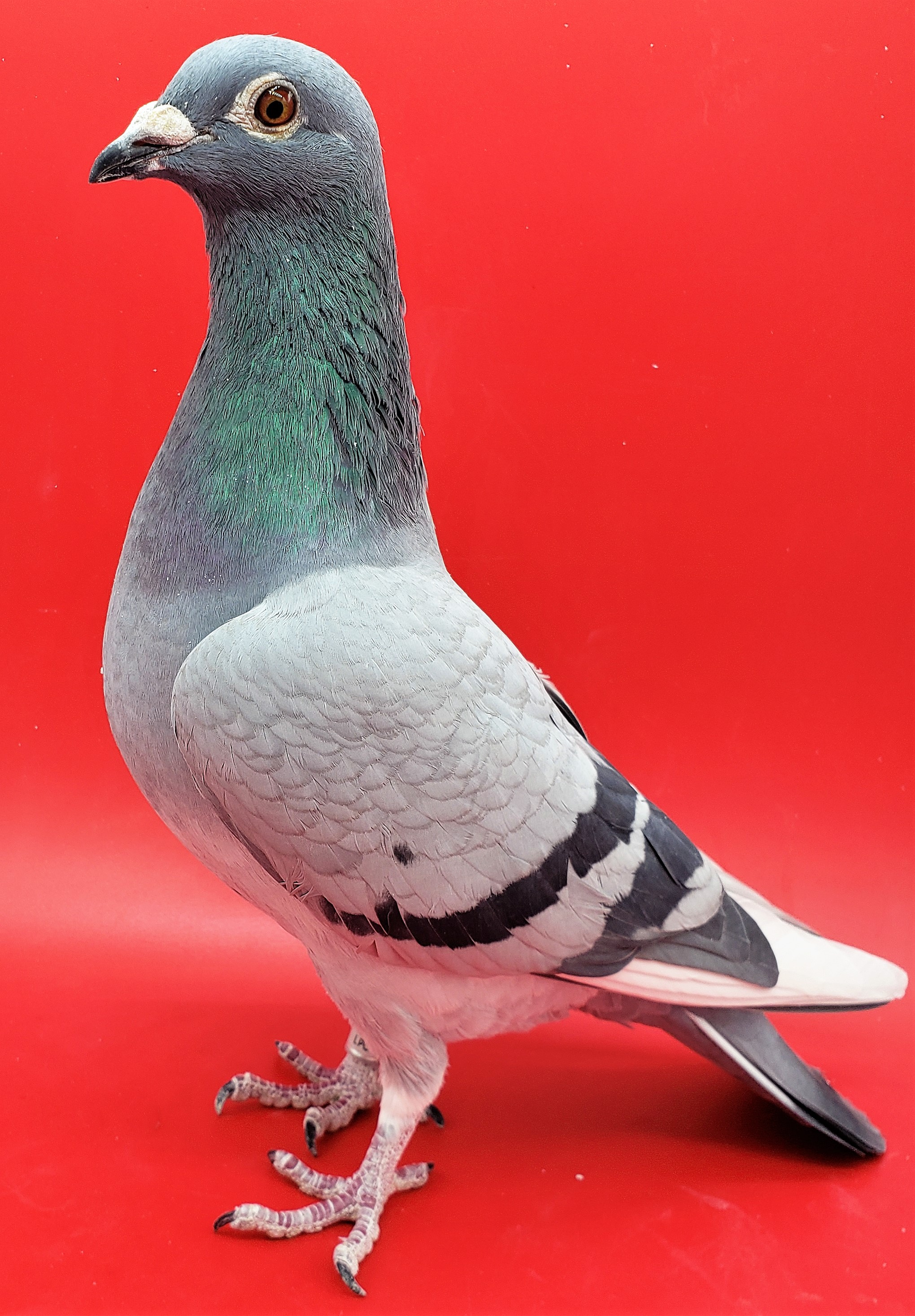 iPigeon.com - Racing Pigeon Auction