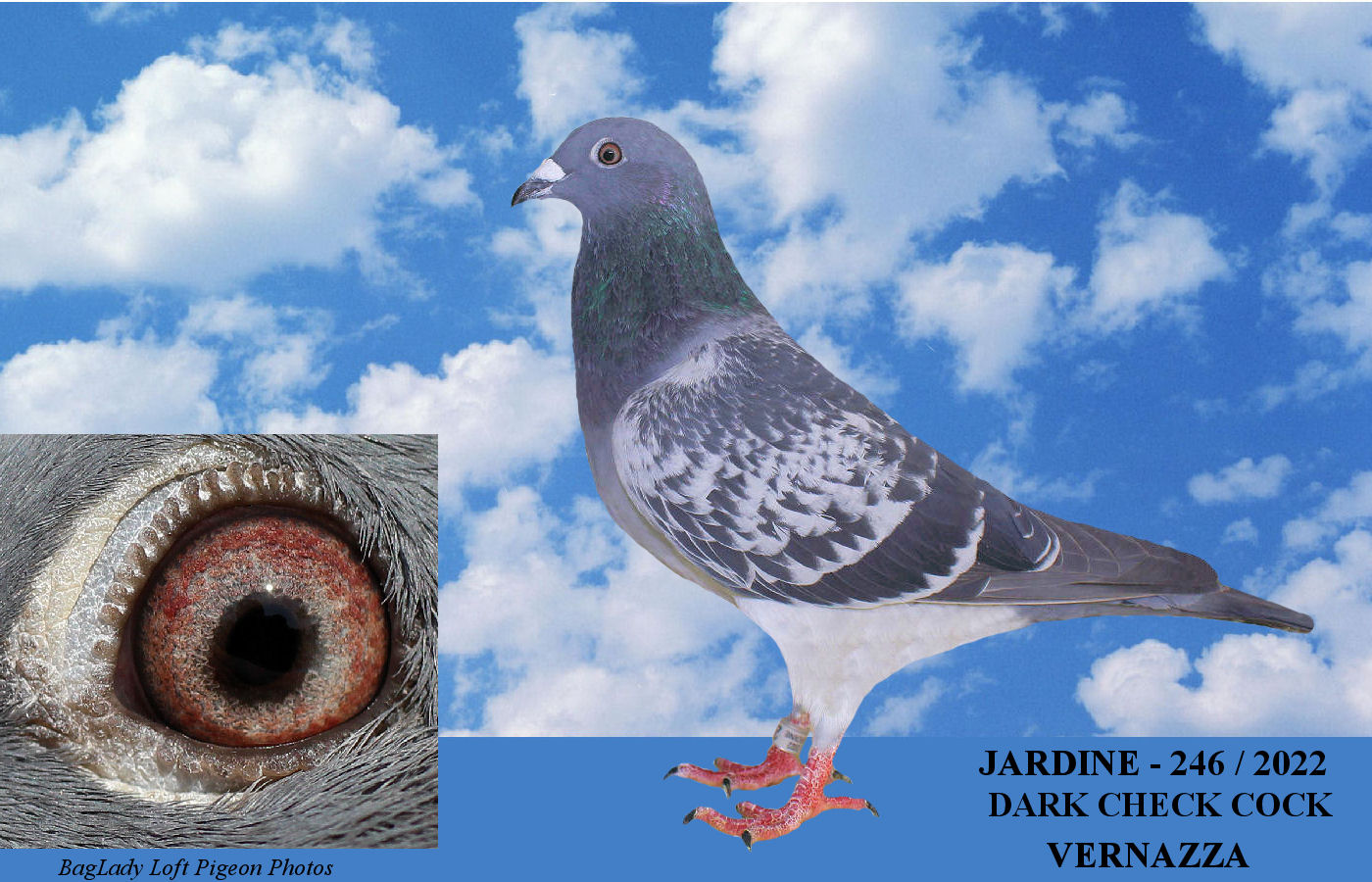 IPigeon Racing Pigeon Auction IPigeon Racing Pigeon Auction