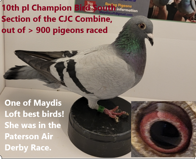 iPigeon.com - Racing Pigeon Auction