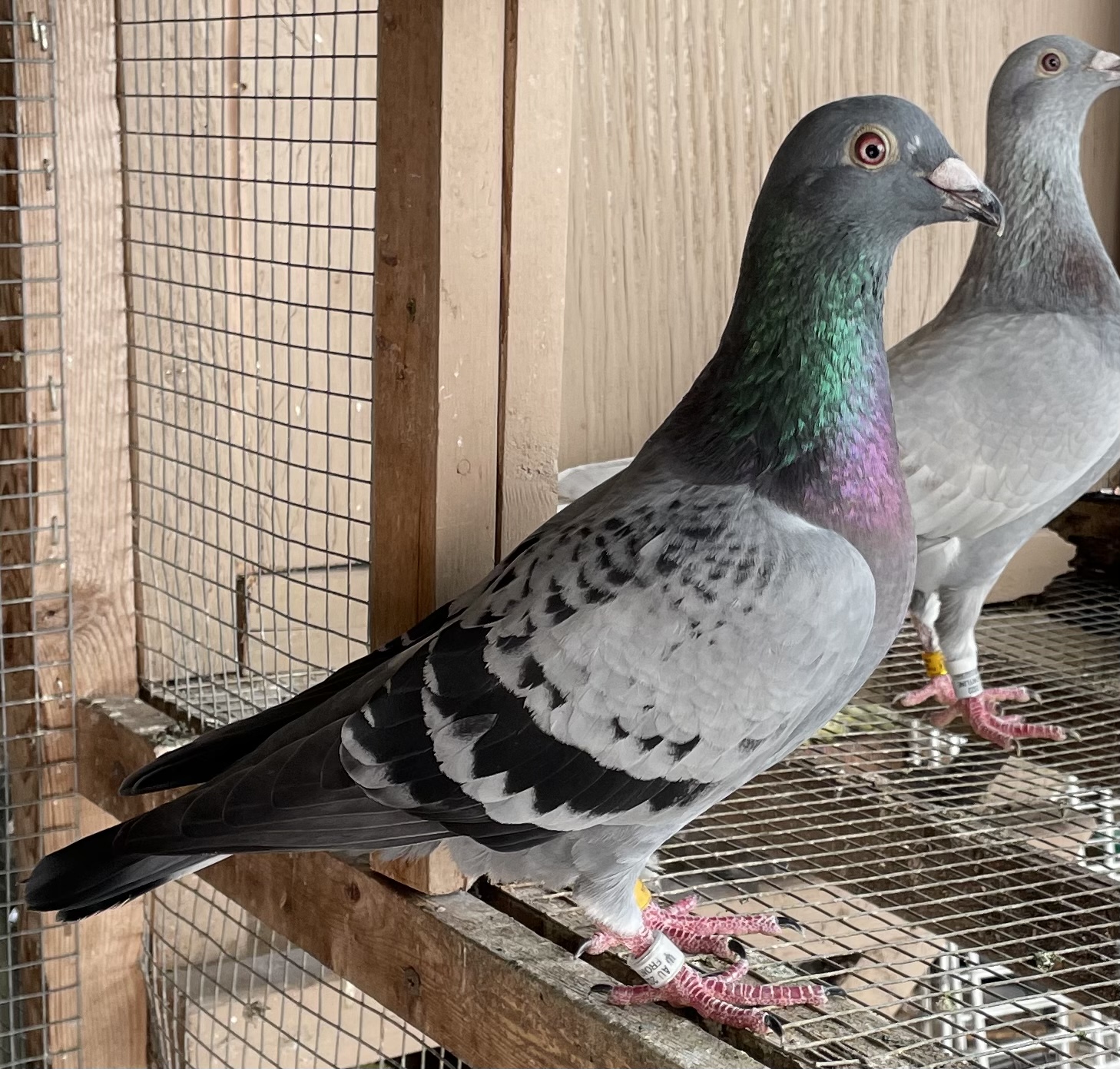 iPigeon.com - Racing Pigeon Auction