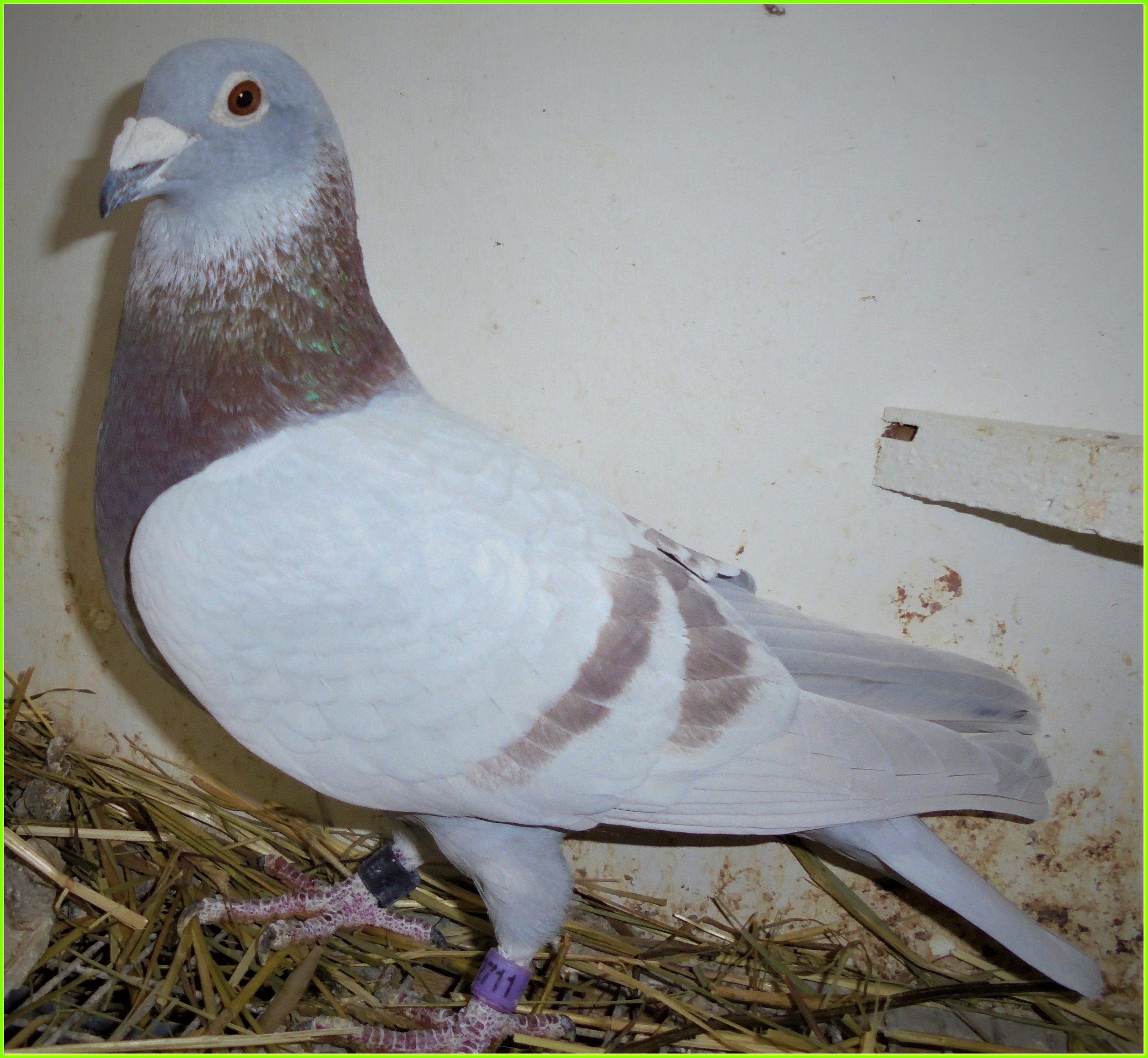 iPigeon.com - Racing Pigeon Auction