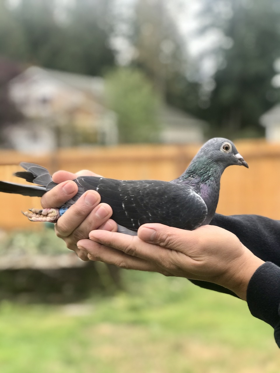 iPigeon.com - Racing Pigeon Auction